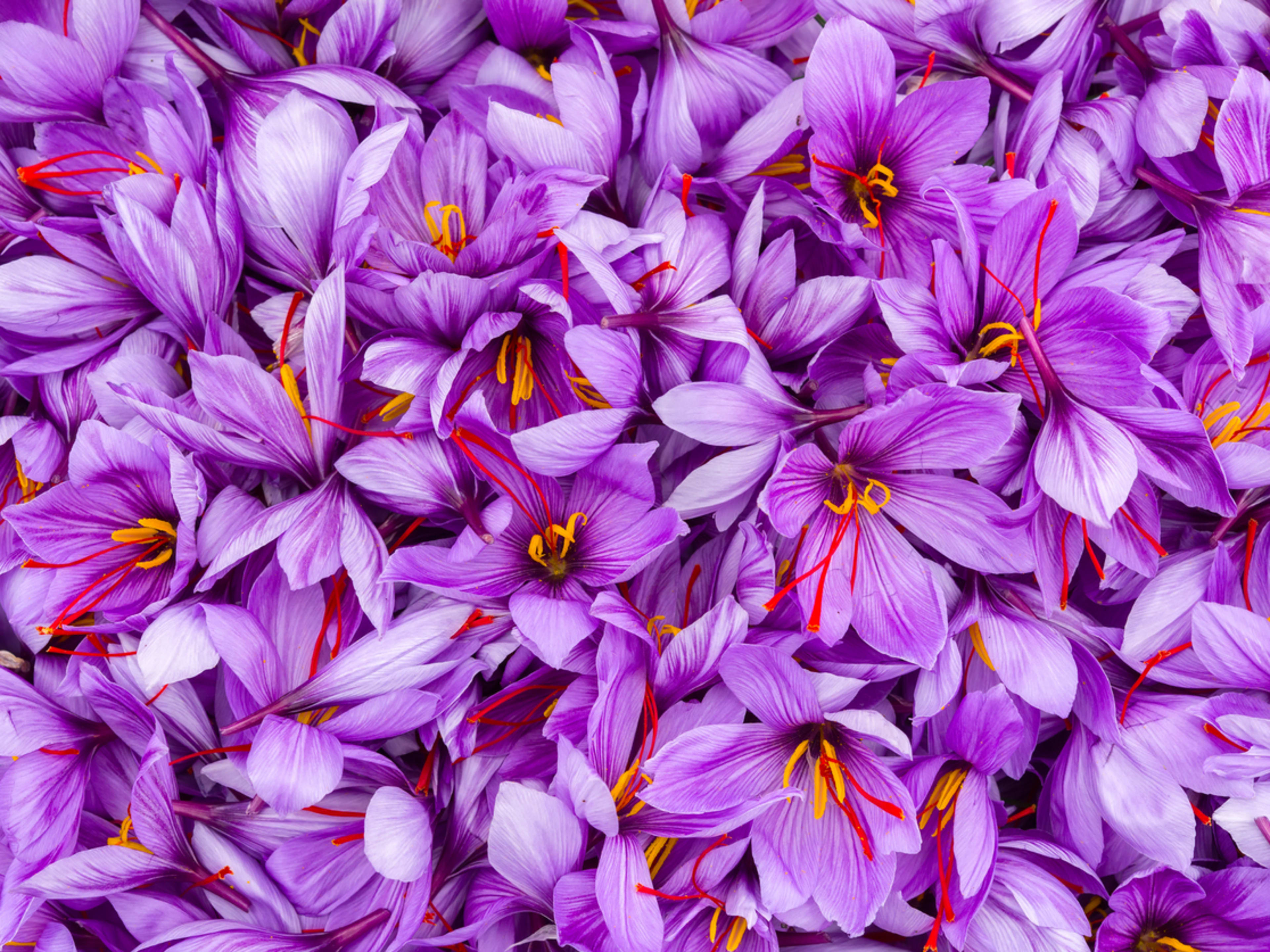 The Essential Guide to Flower Meanings and Symbolism - Parade Home & Garden