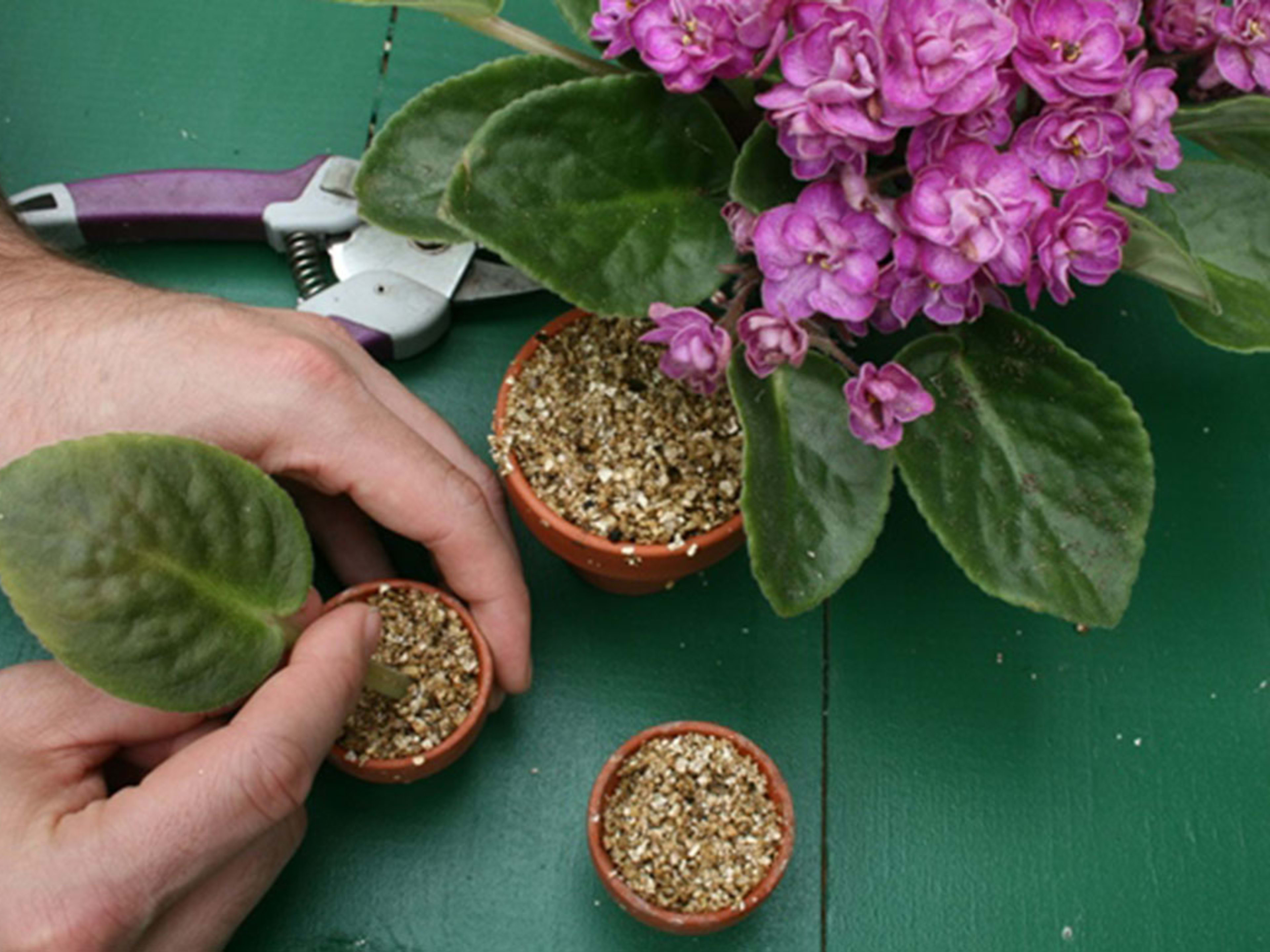 Quick and Easy Way To Start African Violets From Leaf Cuttings - Parade ...