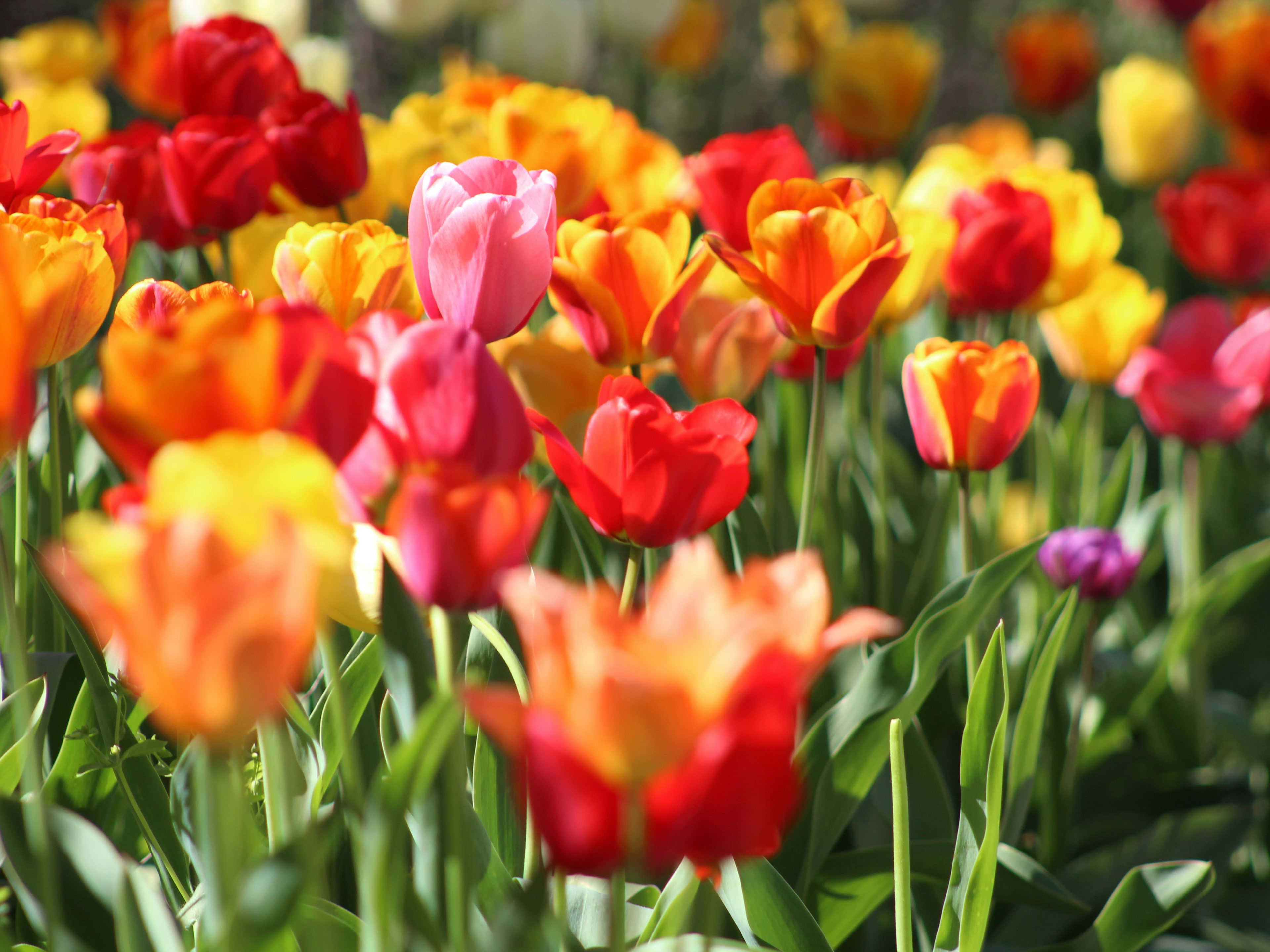 40 Spring Flowers to Beautify Your Backyard (With Images) - Parade Home ...