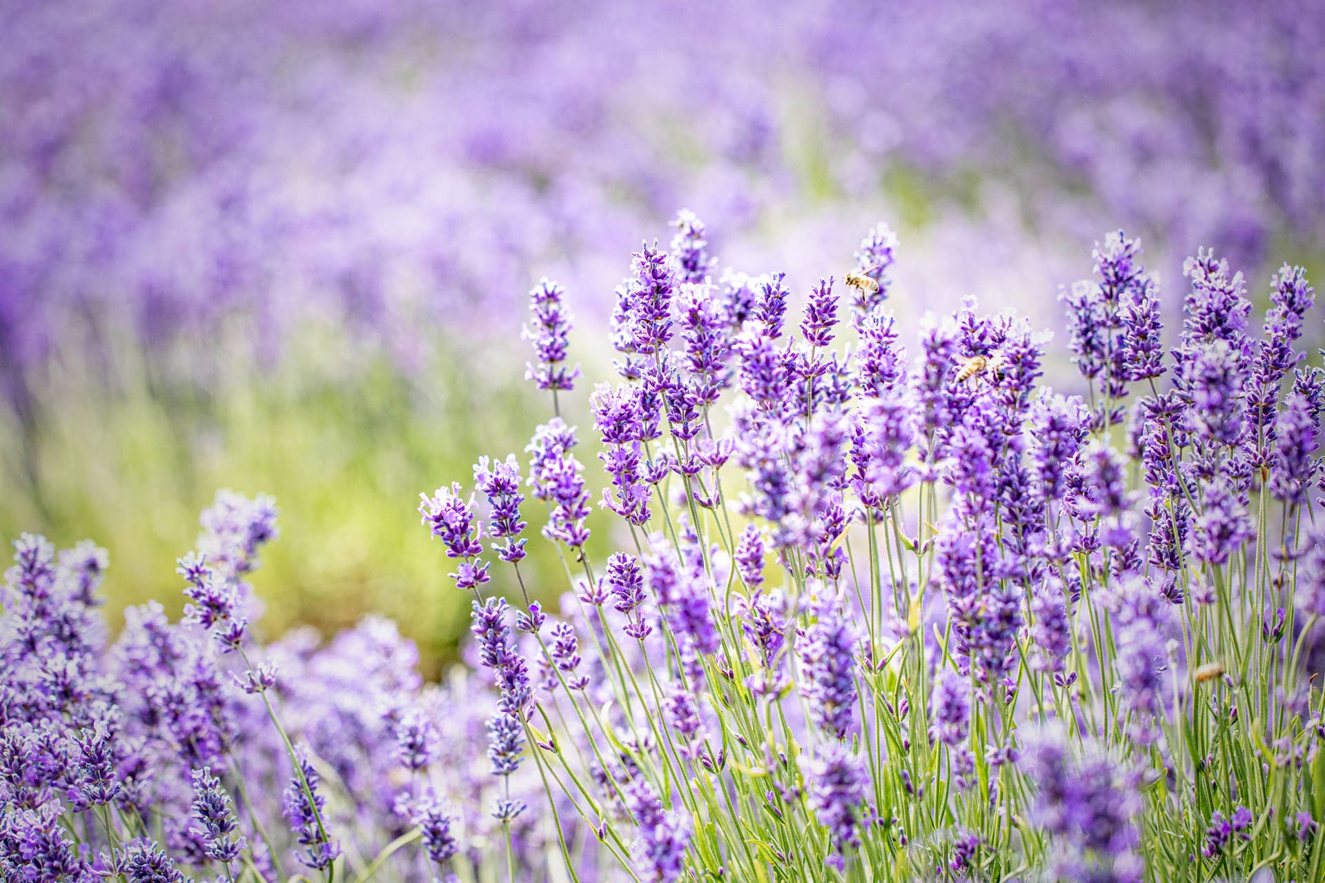How to Grow and Care For Lavender in Your Garden
