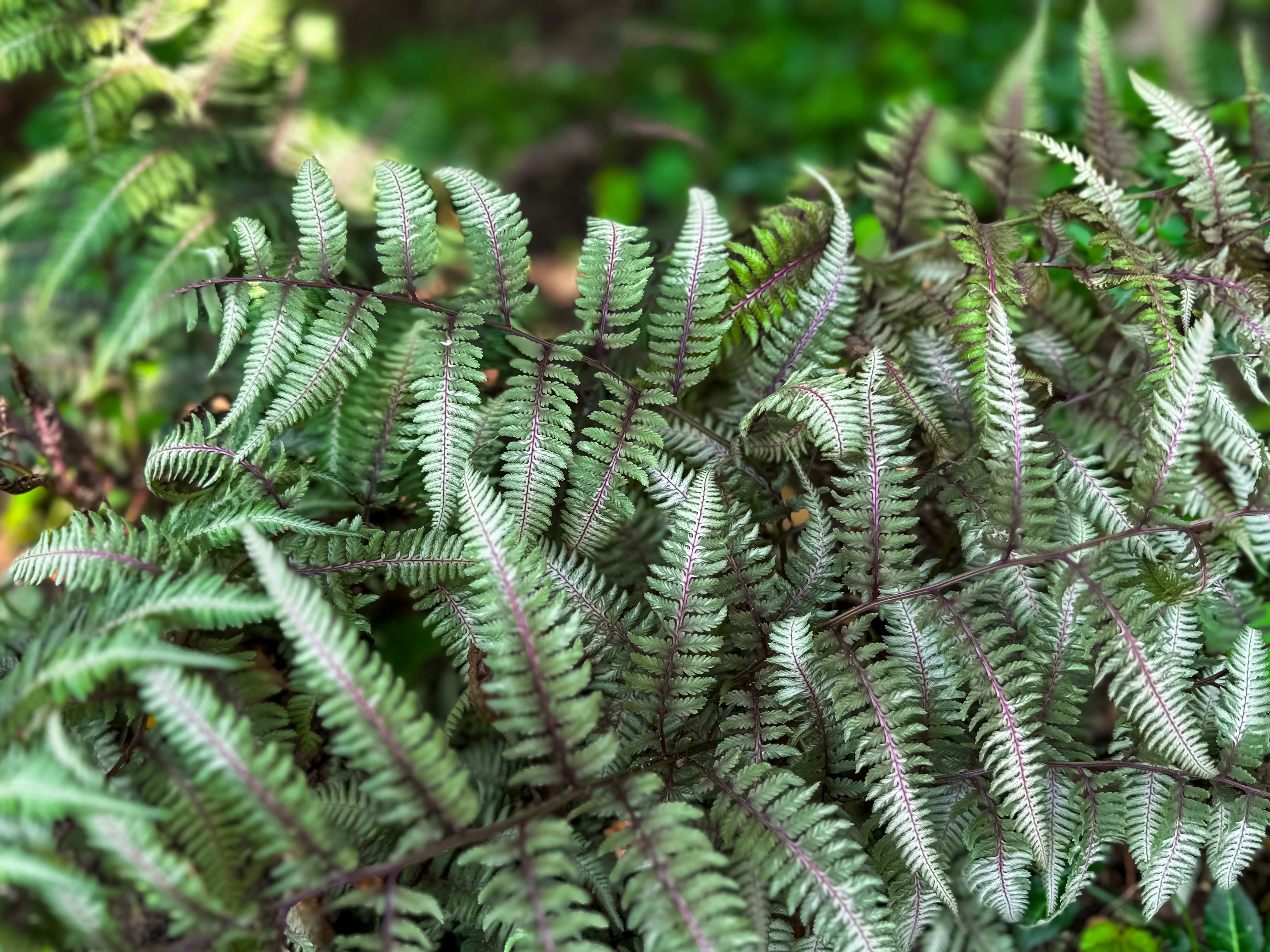 How To Grow and Care for Japanese Painted Ferns - Parade Home & Garden