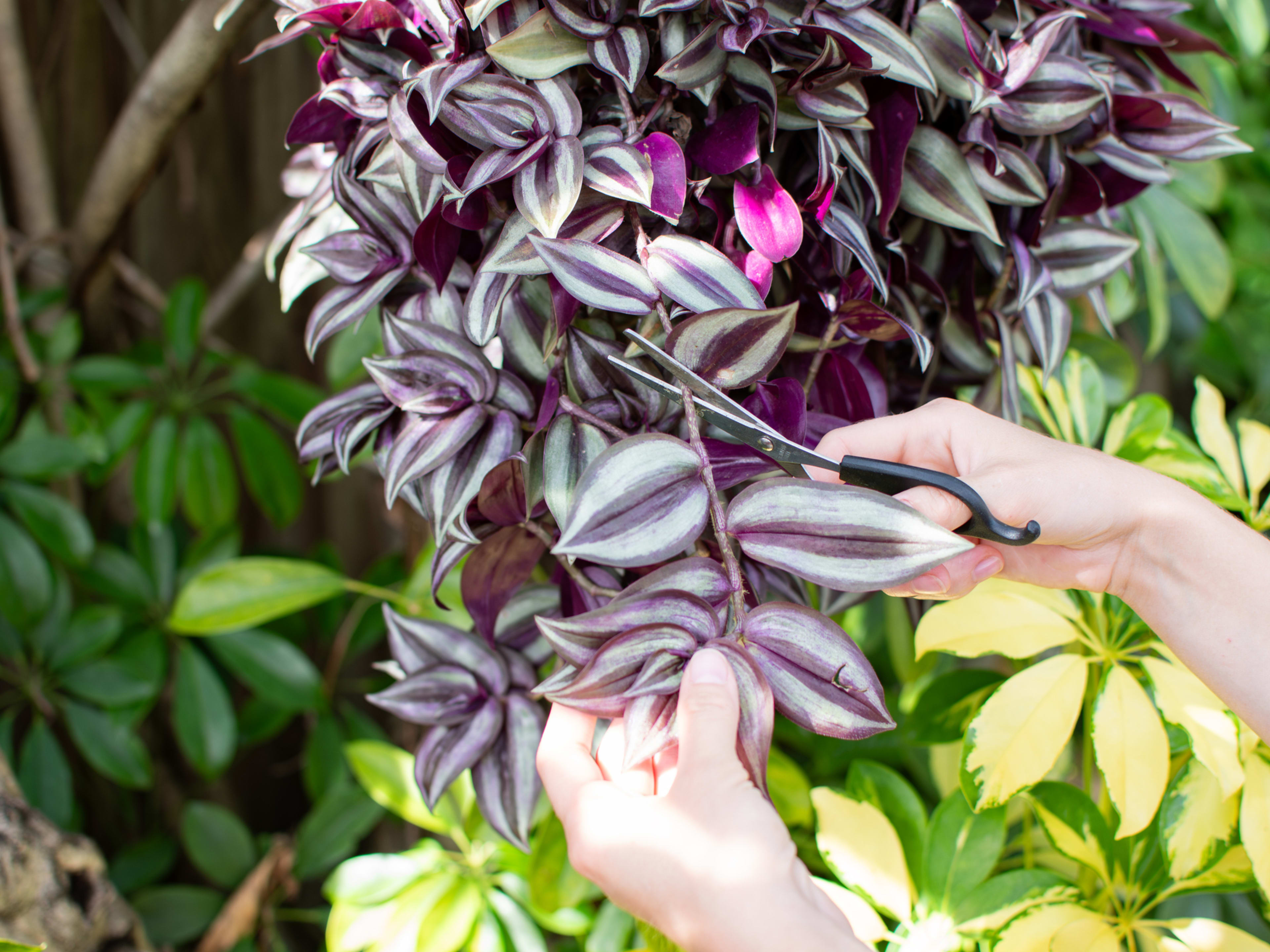 Wandering Dude Plant: Care Guide, How To Grow