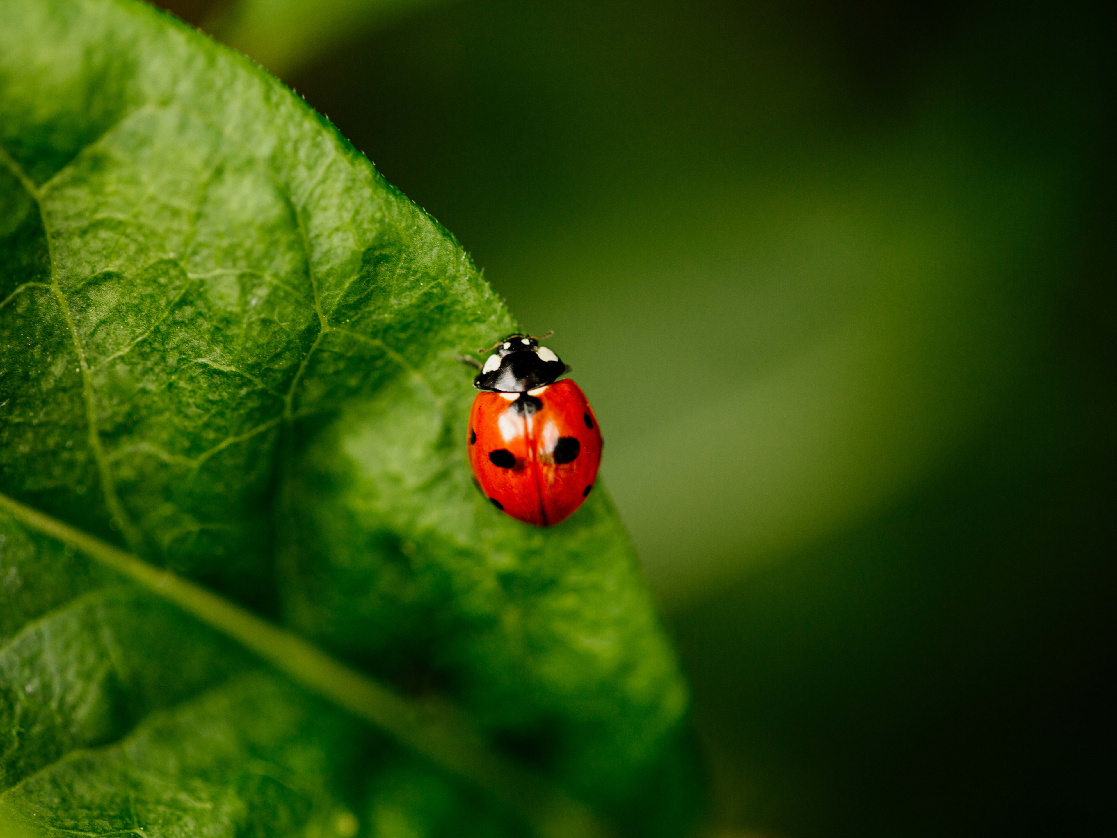 How To Get Rid of Ladybugs, Pest Control Experts Explain - Parade Home ...