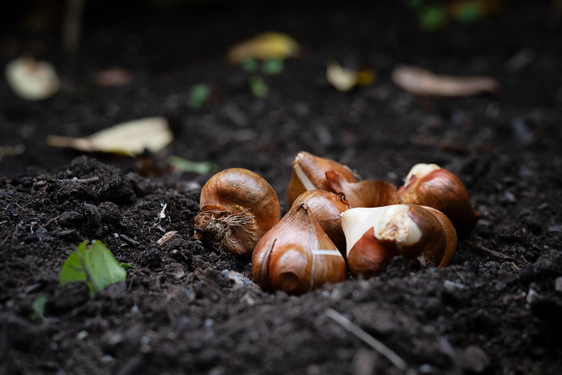 How and When To Plant Tulip Bulbs - Parade Home & Garden