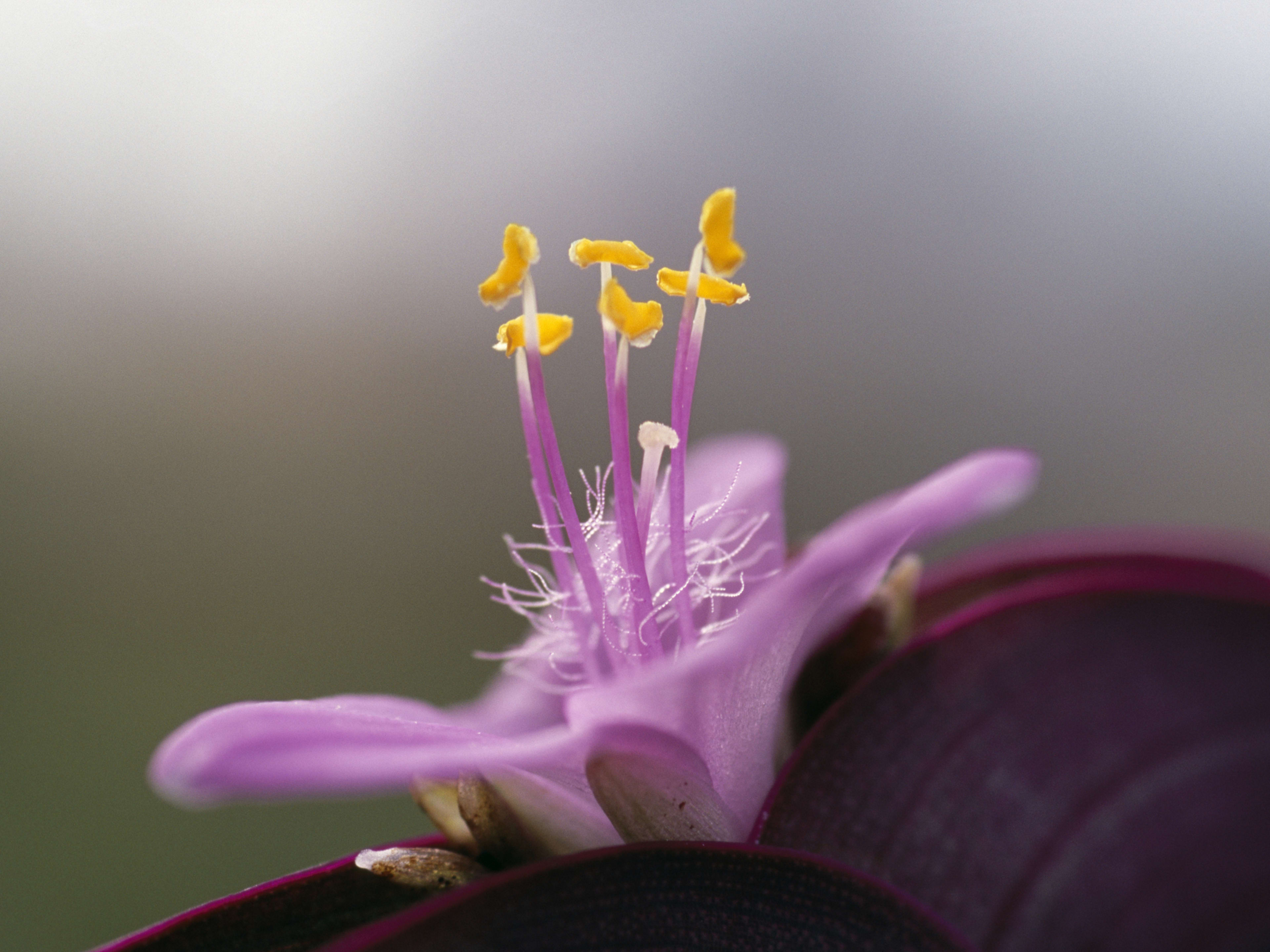 Purple Heart Plants: How To Grow and Care For - Parade Home & Garden