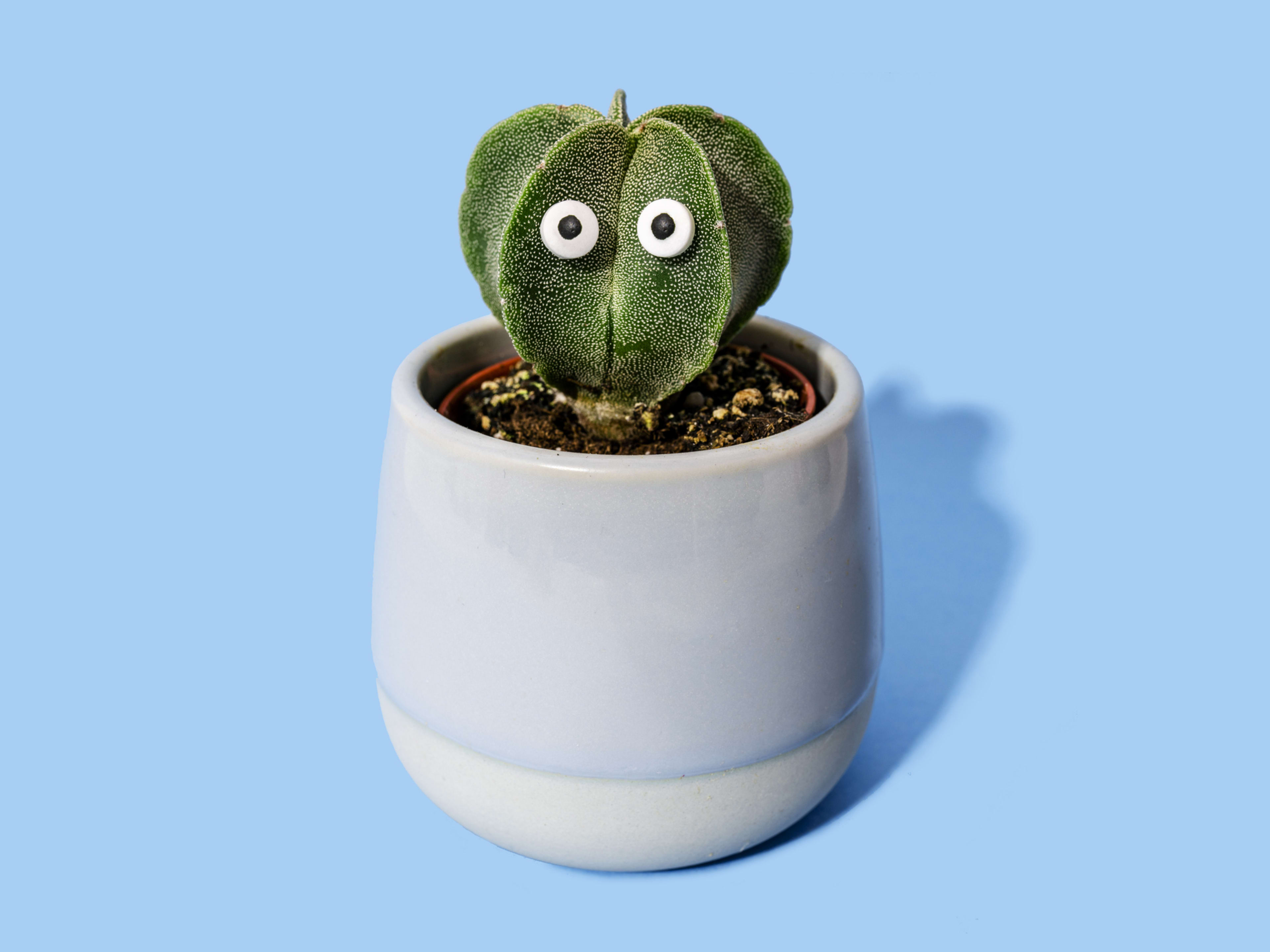 125 Plant Puns, Jokes - Parade Home & Garden