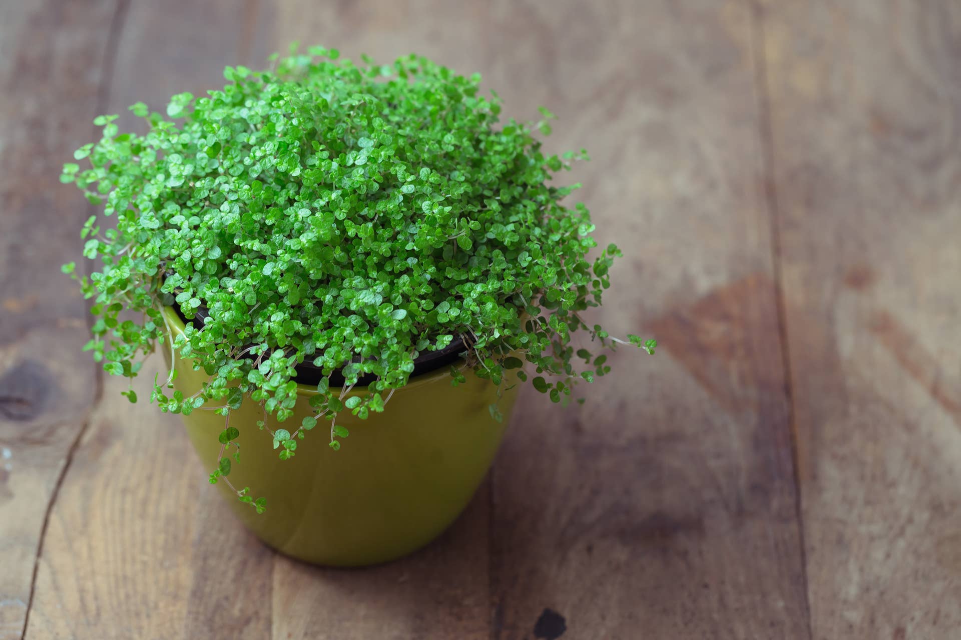 Baby's Tears: Plant Care & Growing Guide - Parade Home & Garden