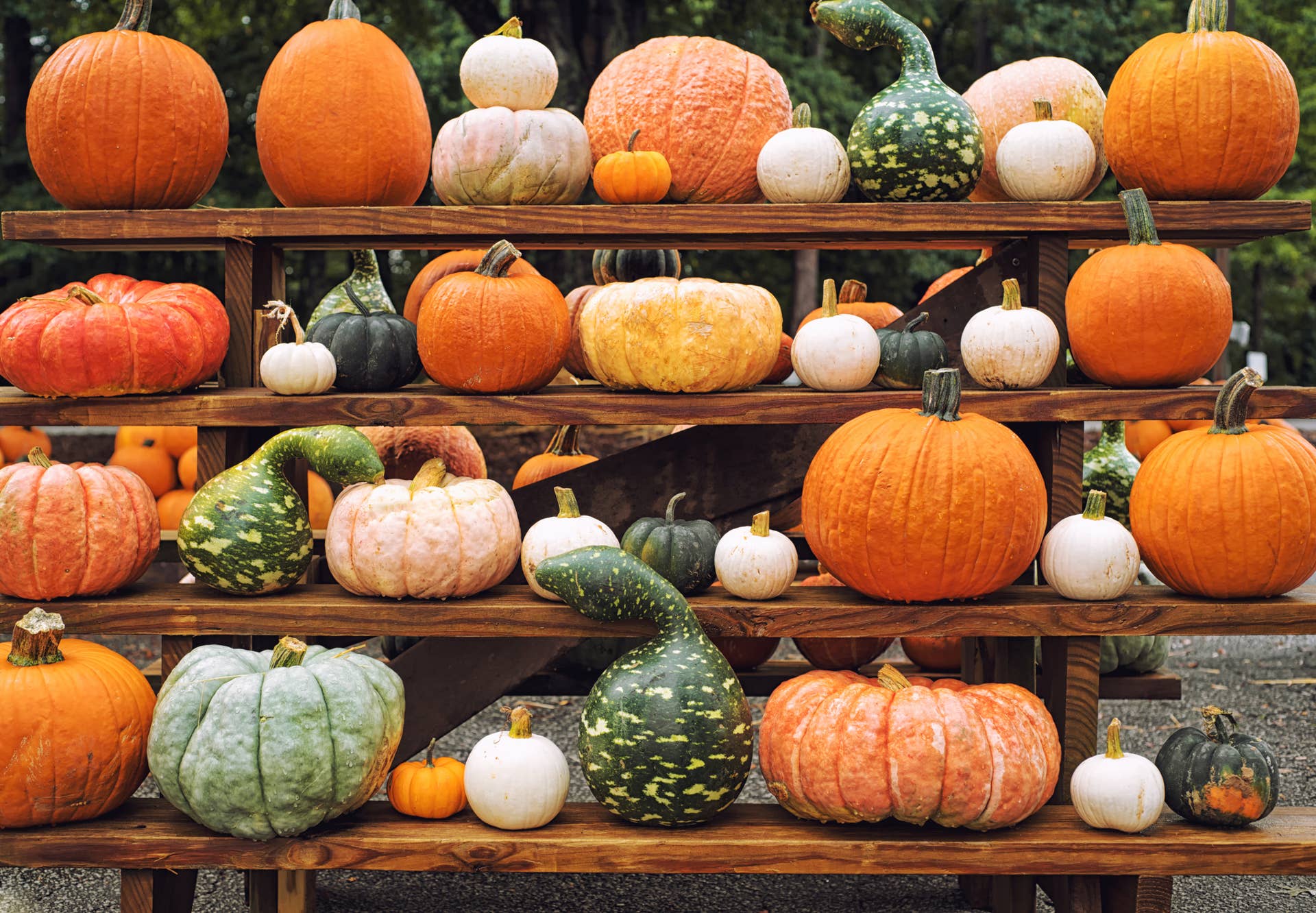 21 Different Types of Pumpkins You'll See This Fall