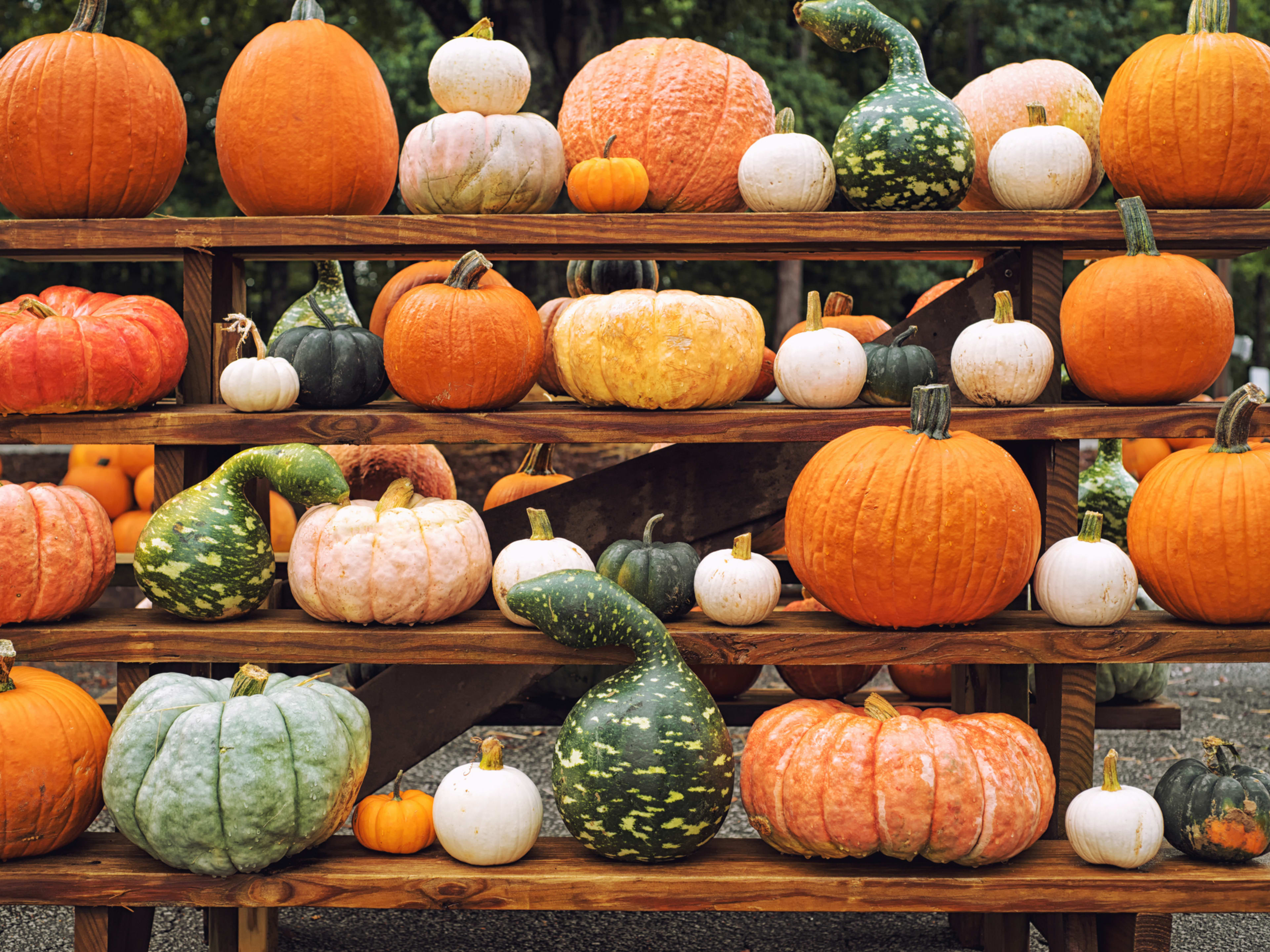 21 Different Types of Pumpkins You'll See This Fall - Parade Home & Garden
