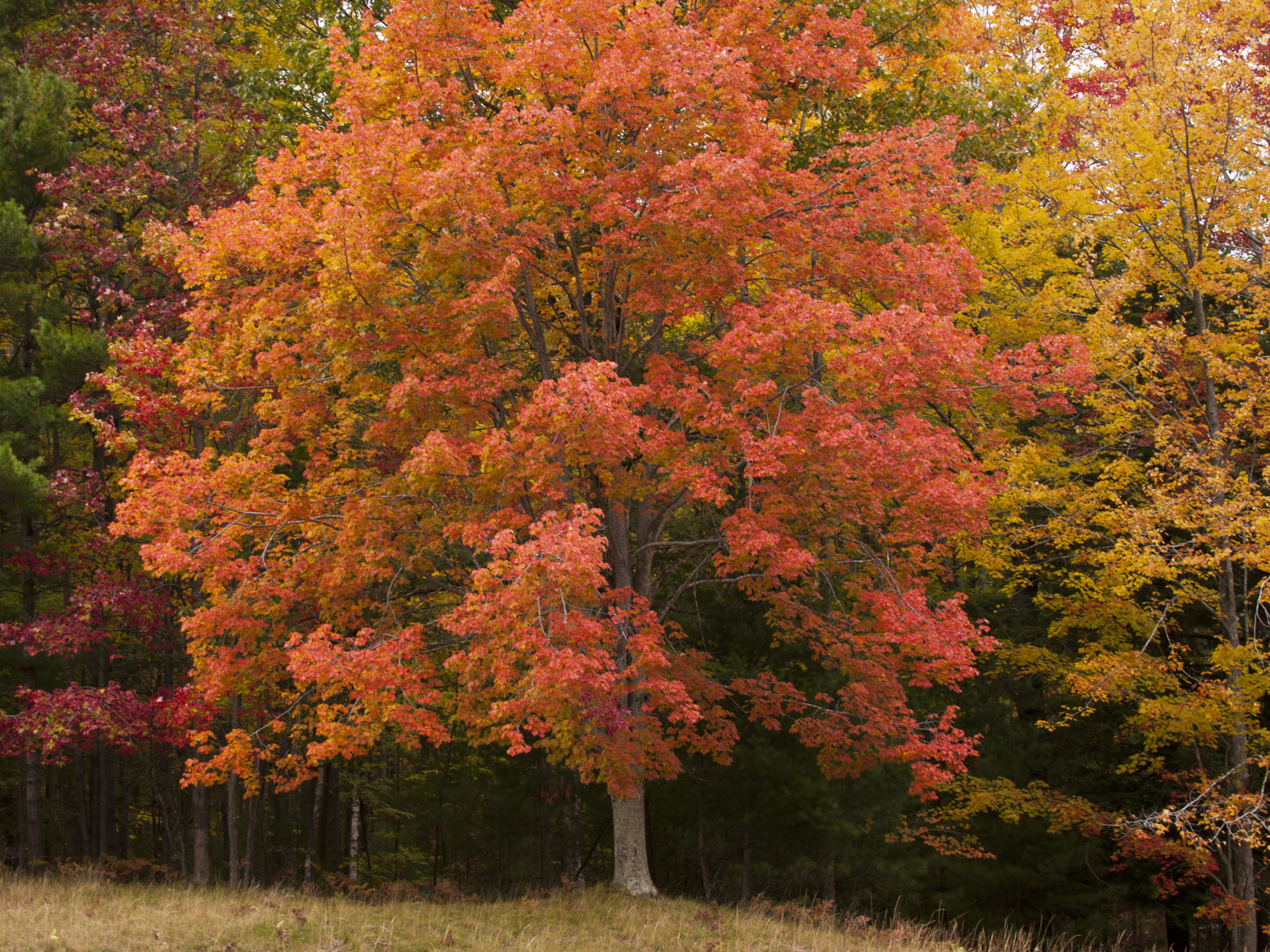 21 Beautiful Trees and Shrubs for Fall - Parade Home & Garden