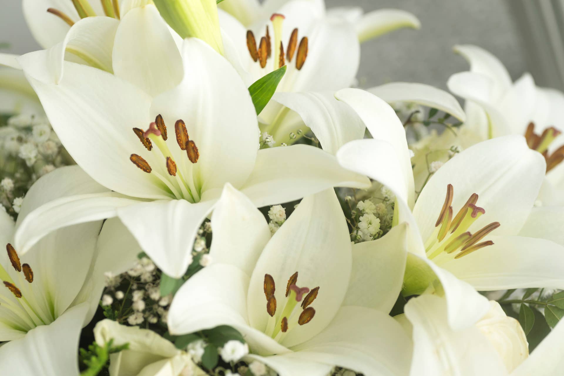 8 Types of Lilies To Showcase Beautiful Colors