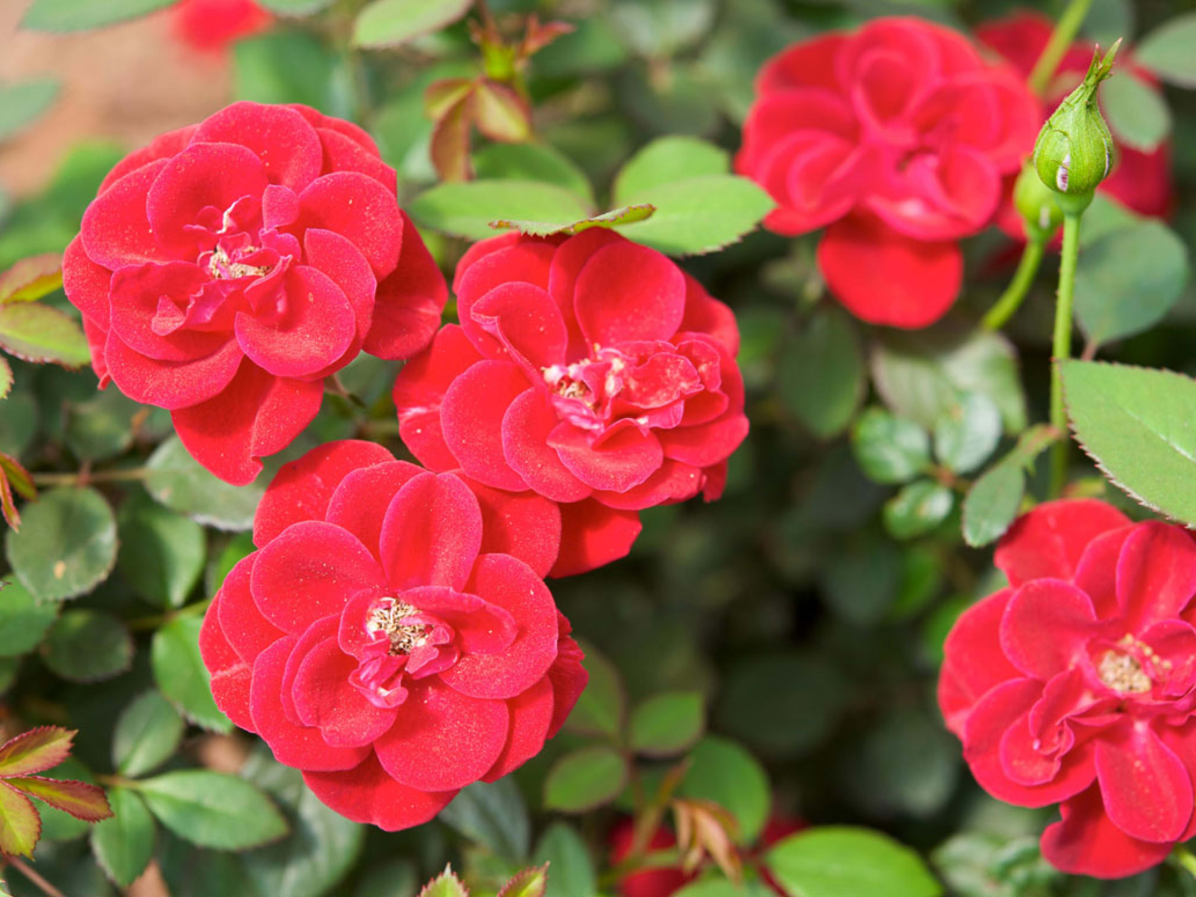 Choose Easy-Care Roses for Mother’s Day - Parade Home & Garden