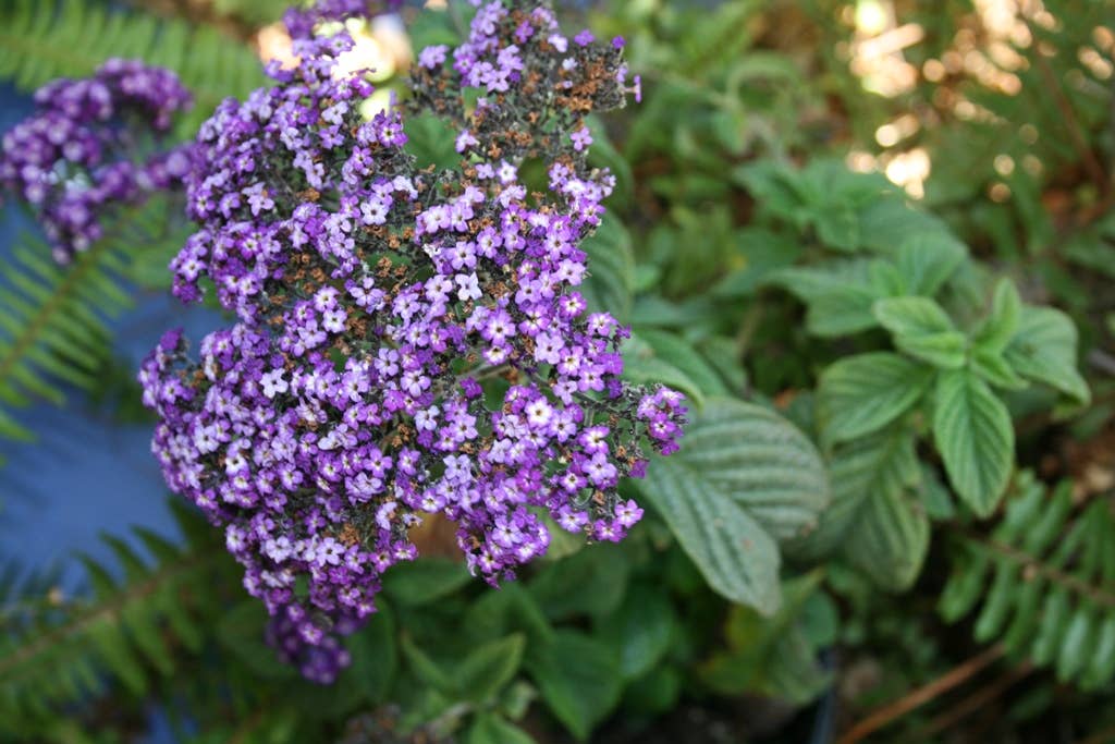 Grow Heliotrope in Your Spring Garden - Parade Home & Garden