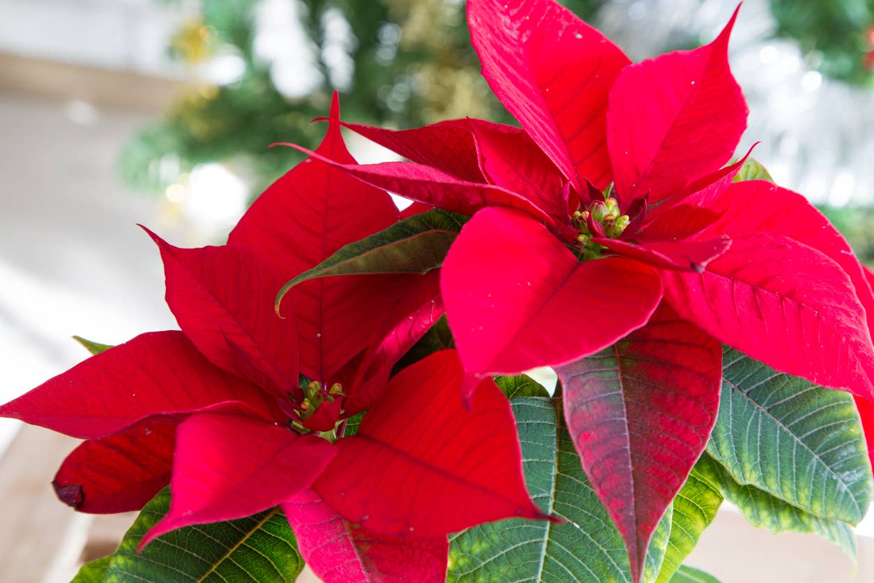 20 Best Christmas Plants for the Holidays 2024 - Parade Home & Garden