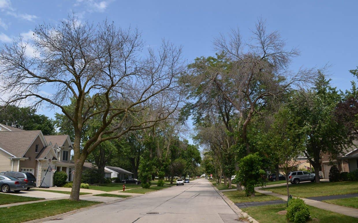 Protect Ash Trees from Deadly Pest - Parade Home & Garden