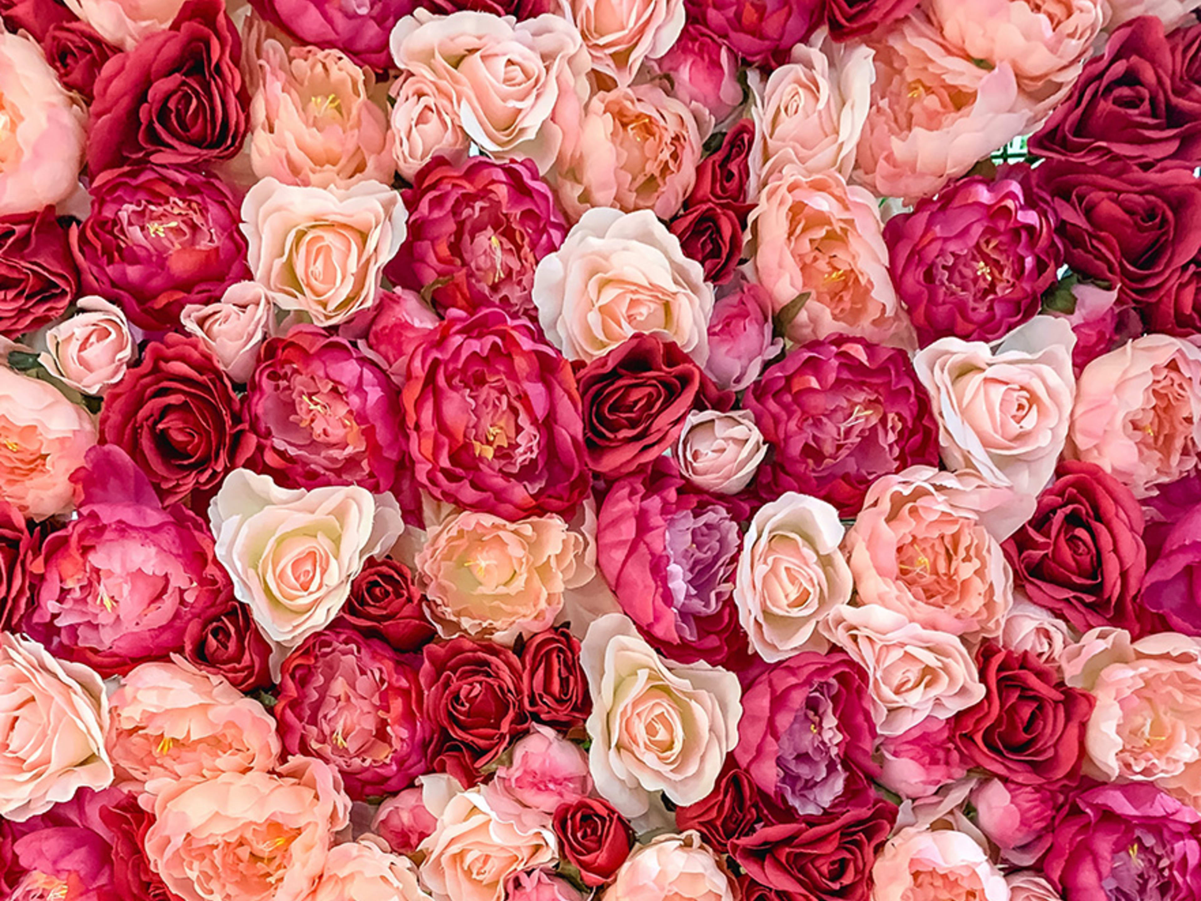 18 Rose Colors and Their Meanings