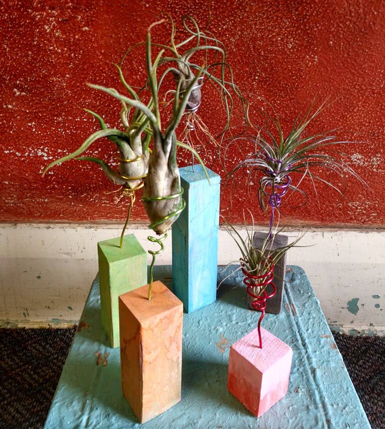 Decorate Your Indoor Garden with Air Plants - Parade Home & Garden