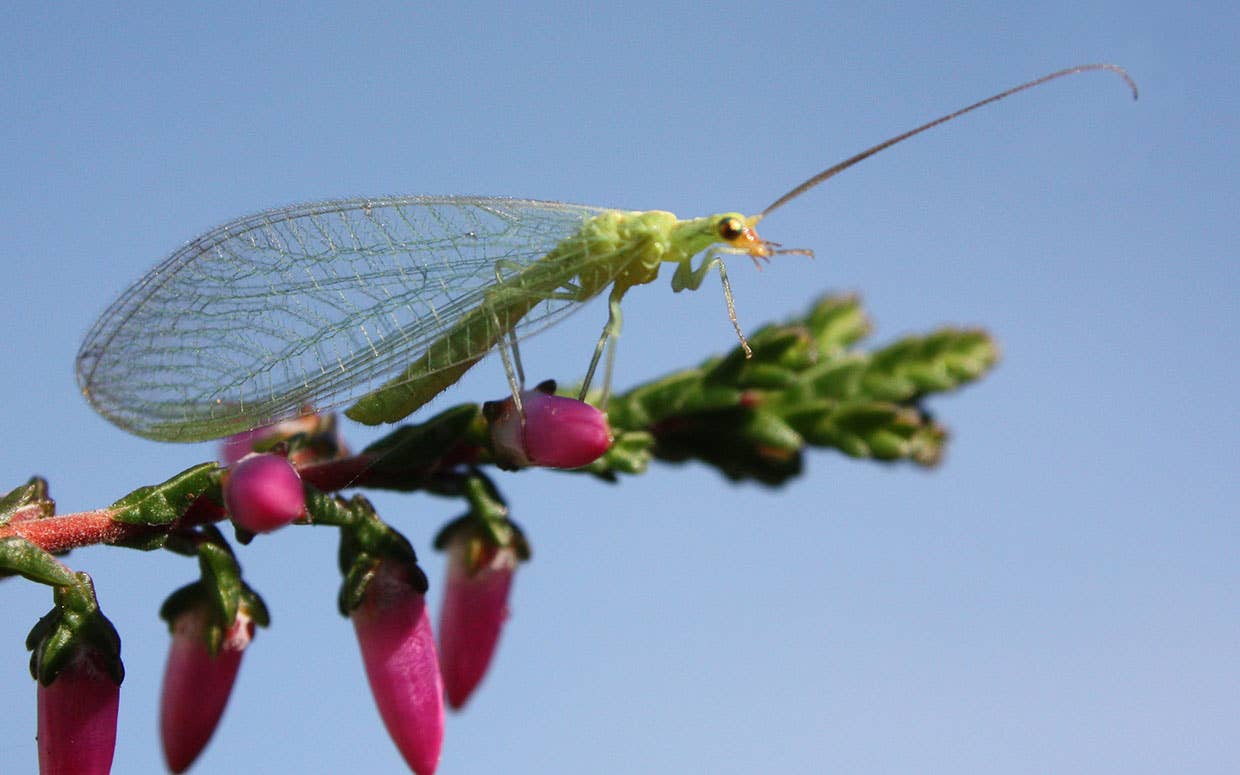 Why You Should Protect the Insects in Your Garden - Parade Home & Garden