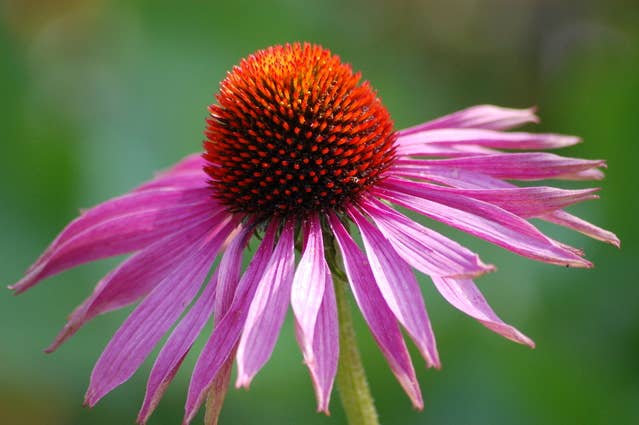 Grow Echinacea in Your Spring Garden - Parade Home & Garden