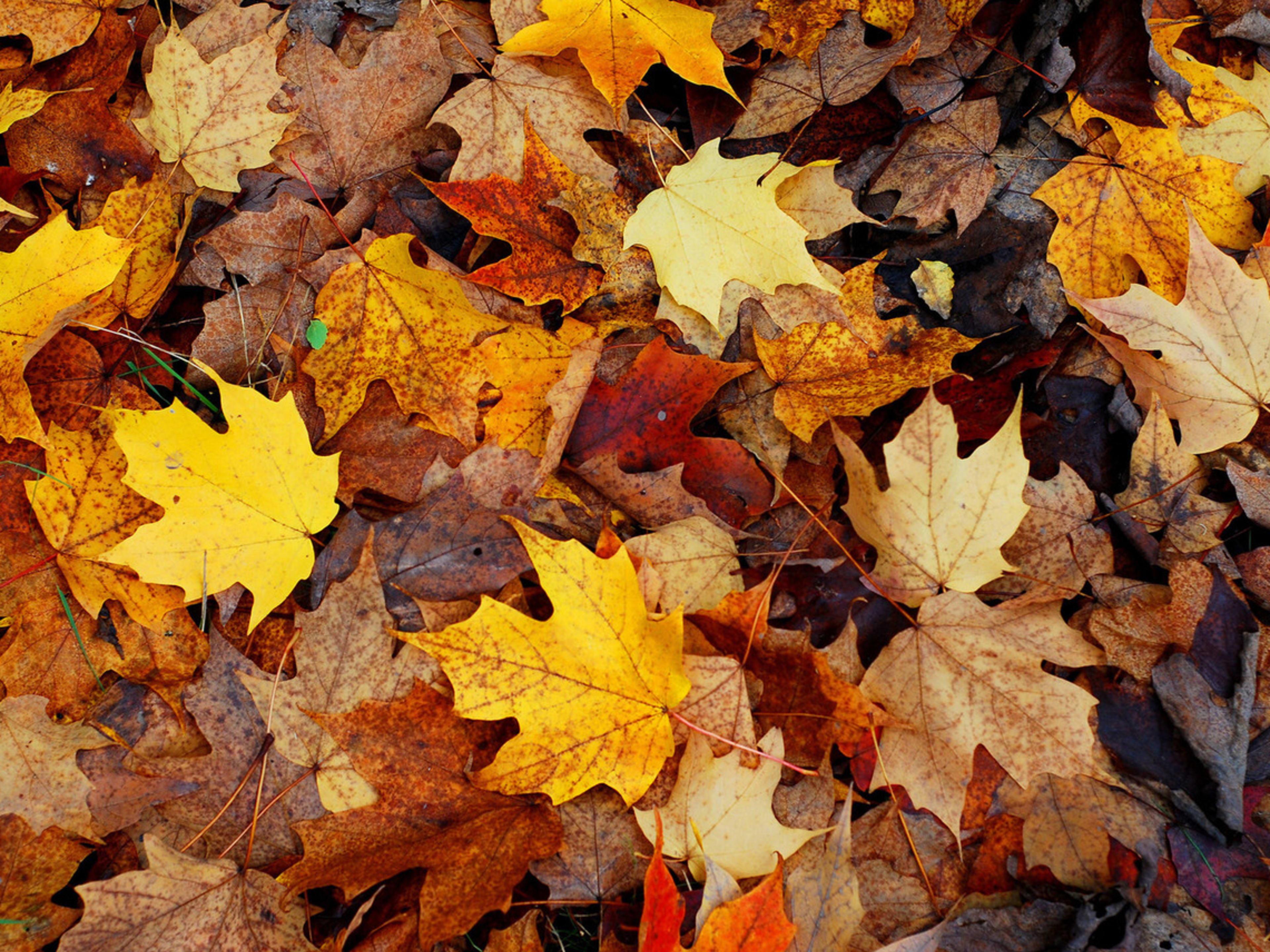 Fall is the Perfect Time to Compost - Parade Home & Garden