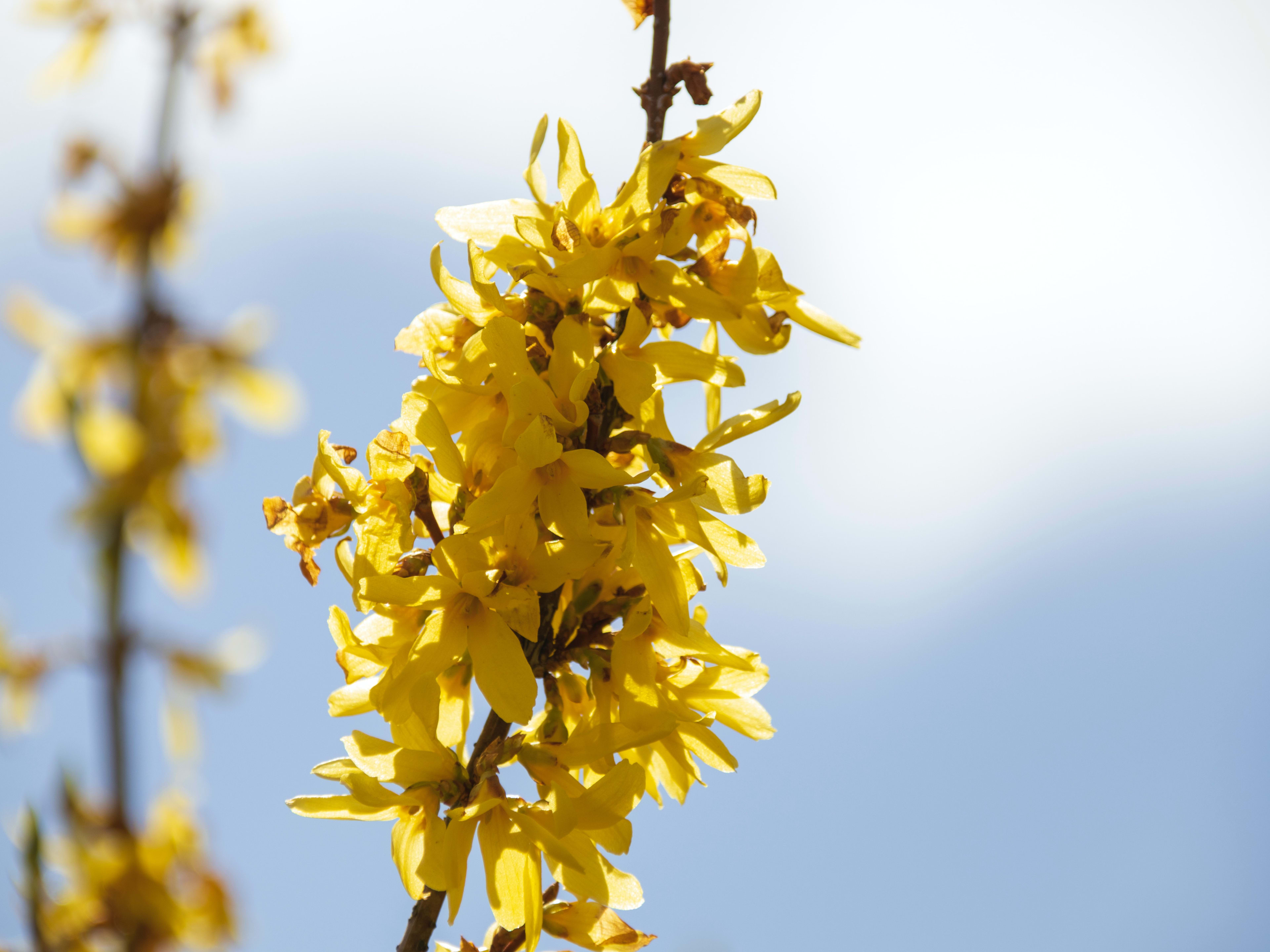 Forsythia: How To Plant It in Your Fall Garden for Spring - Parade Home ...