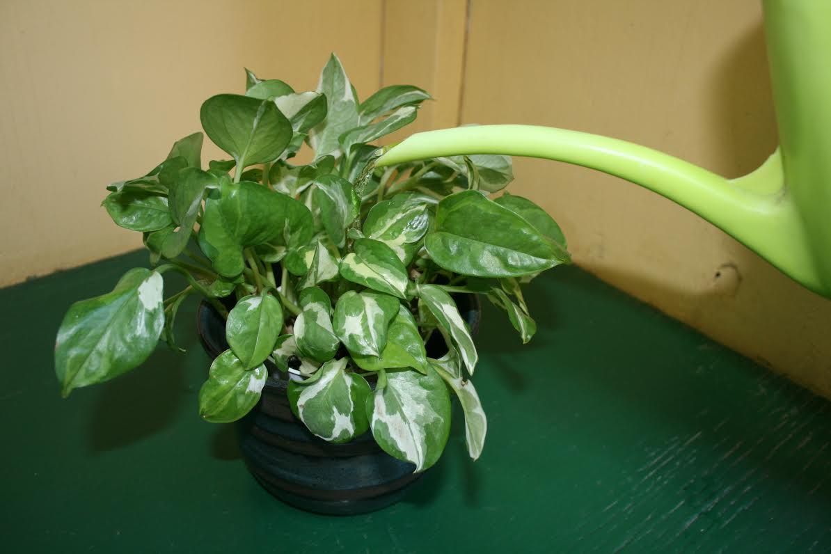 How to Properly Water Your Houseplants