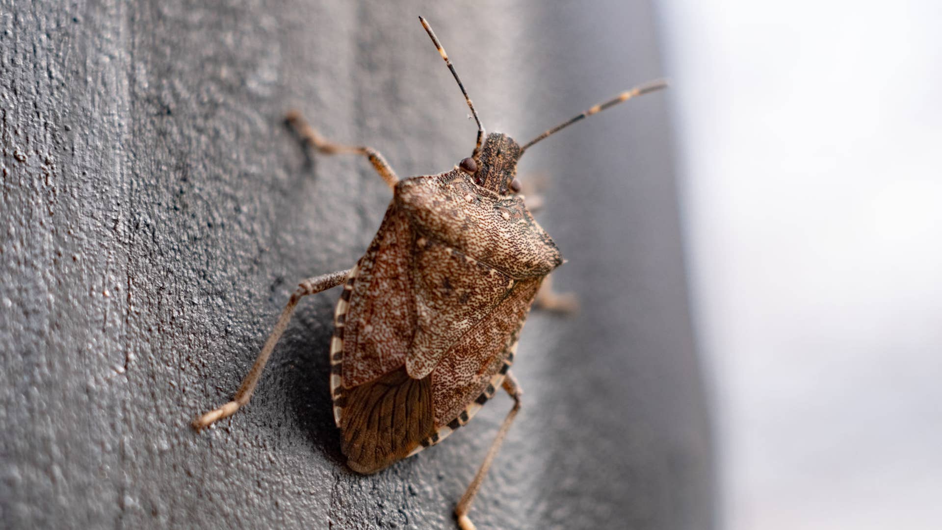 How to Get Rid of Stink Bugs