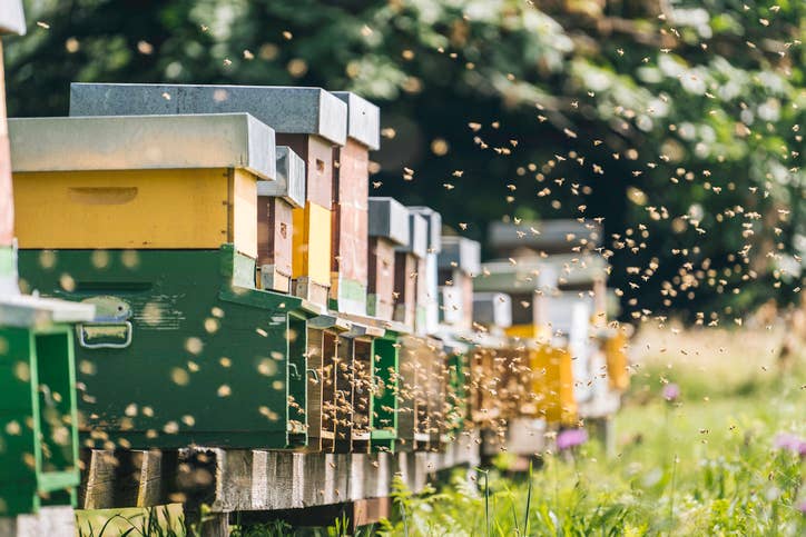 How to Start a Beehive, According to Experts