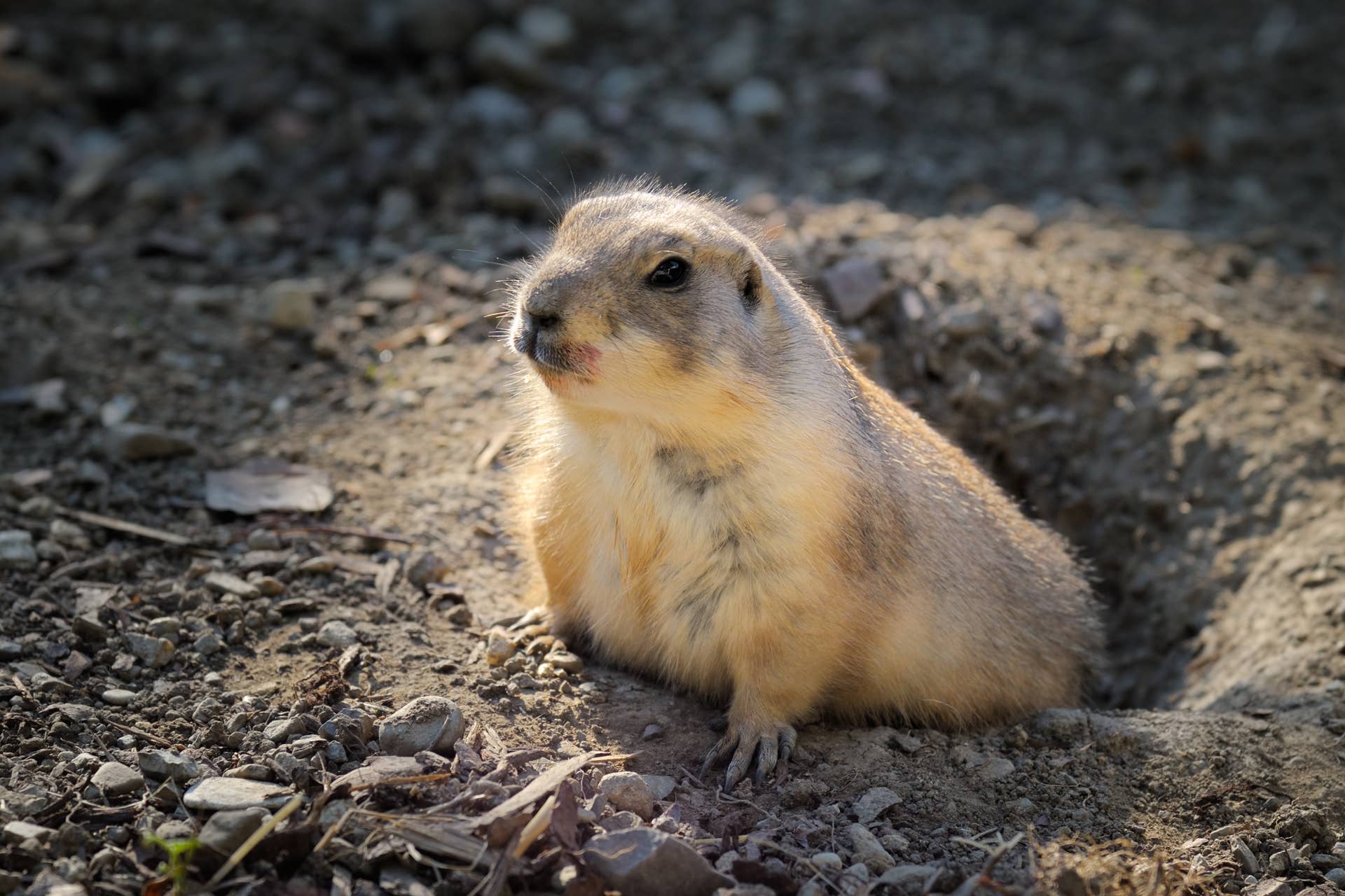 How to Get Rid of Groundhogs In Your Yard, According to Experts