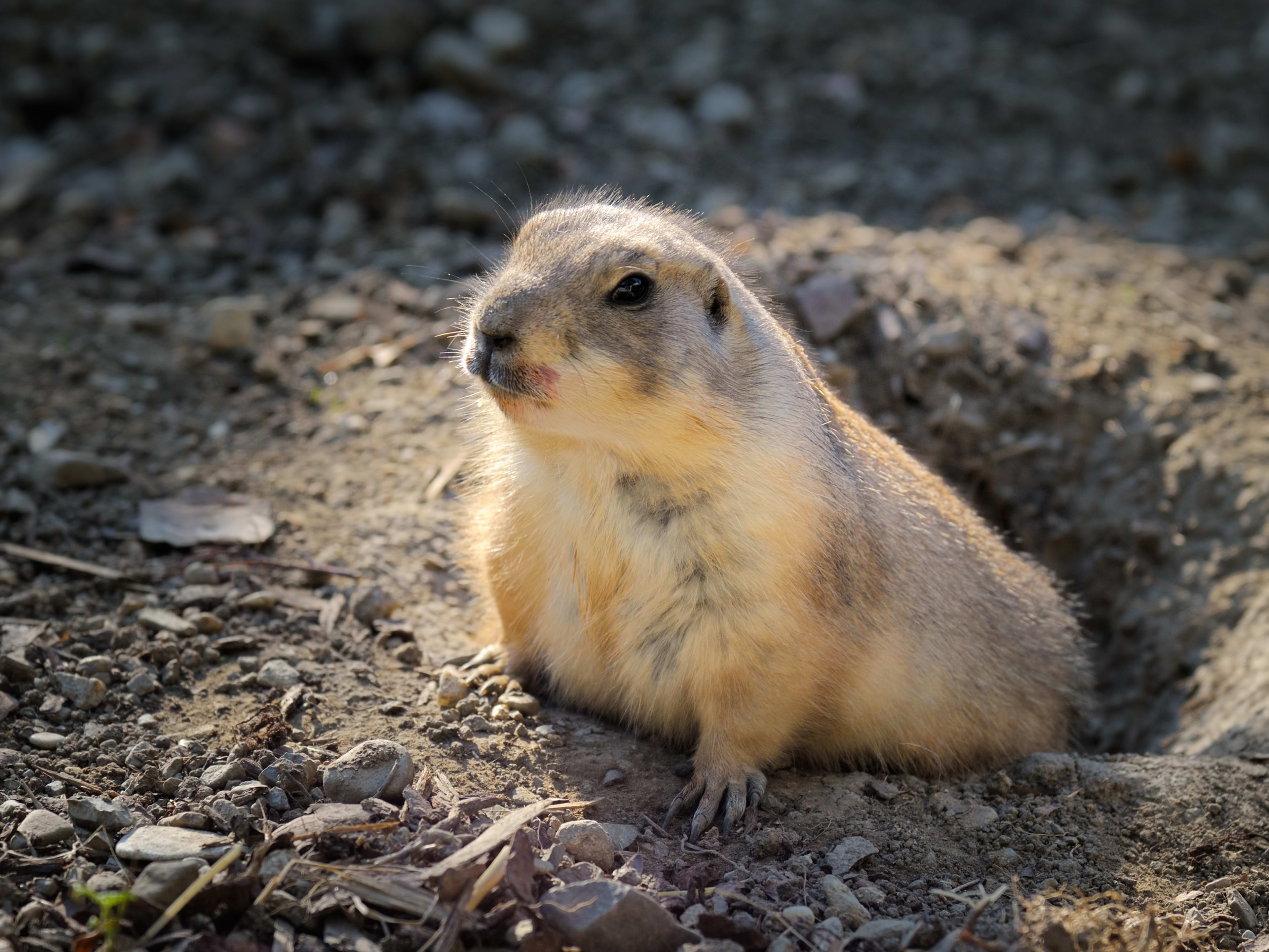 How to Get Rid of Groundhogs In Your Yard, According to Experts ...