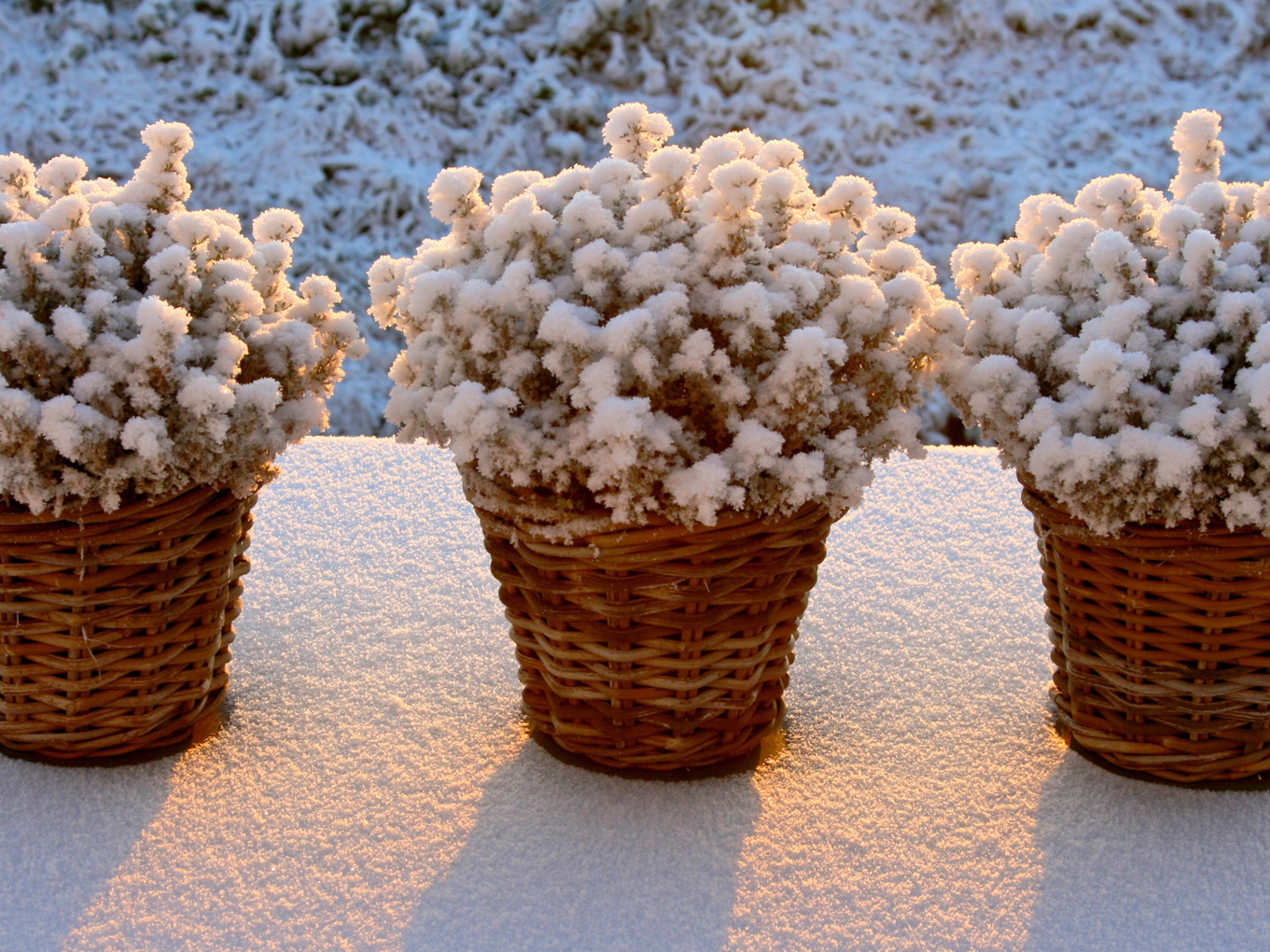 Covering Plants in Winter: Should You Do It?