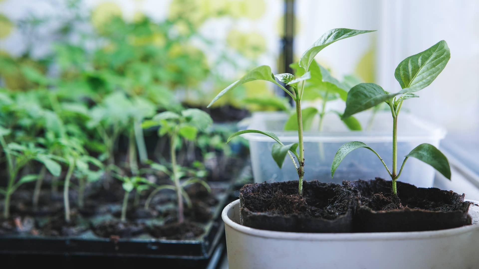 Indoor Vegetable Garden: How To Grow Vegetables Indoors - Parade Home ...