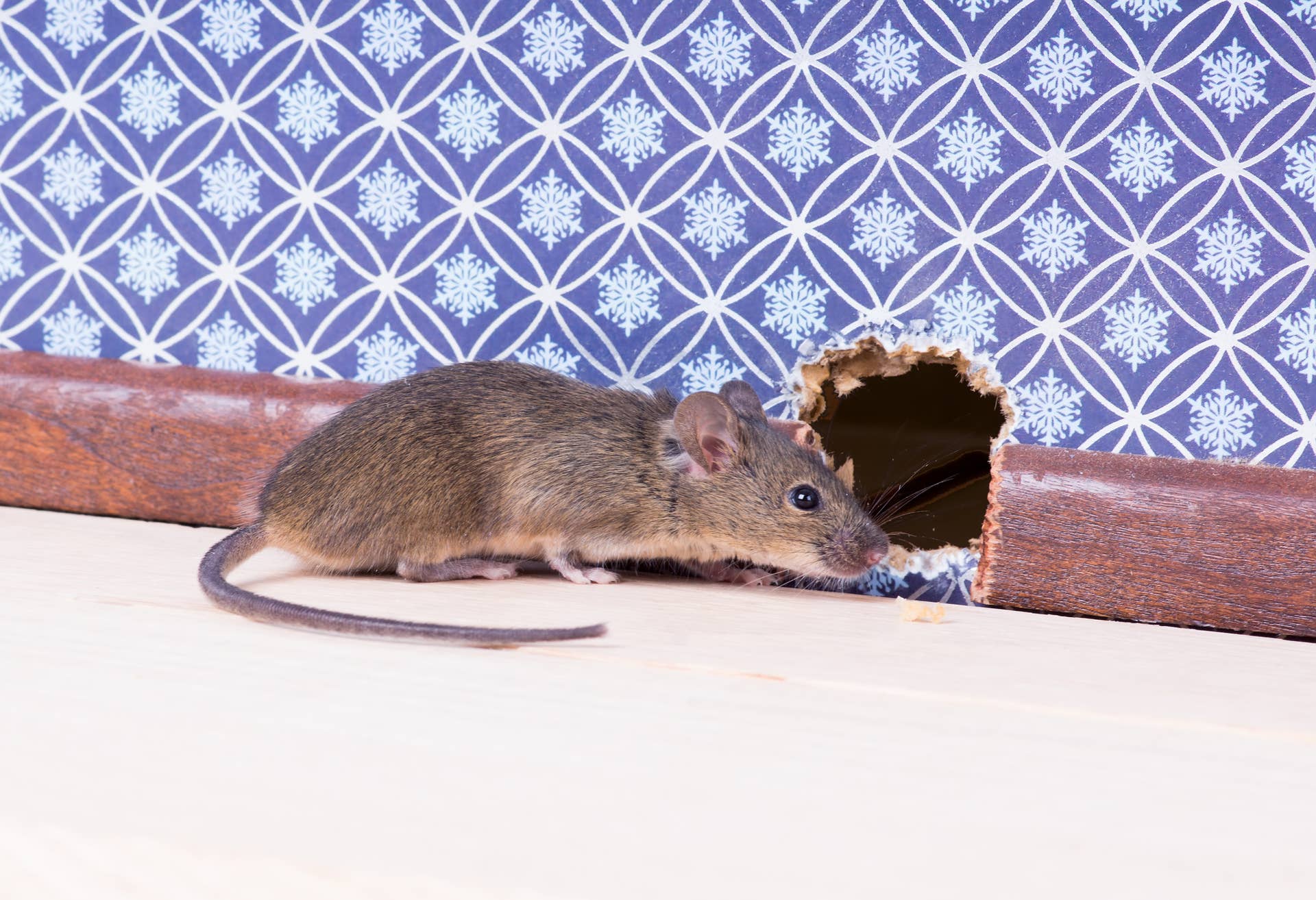 If You See One Mouse In Your House, Does That Mean You Have More ...