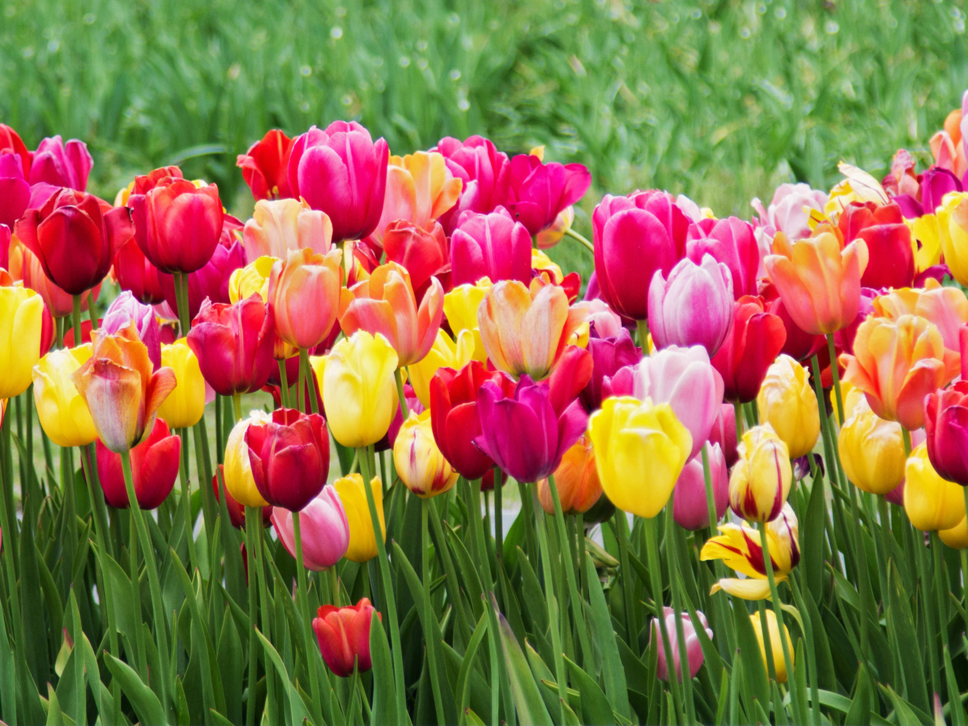 What Do Tulips Mean? Plus The Symbolism Behind Common Tulip colors ...