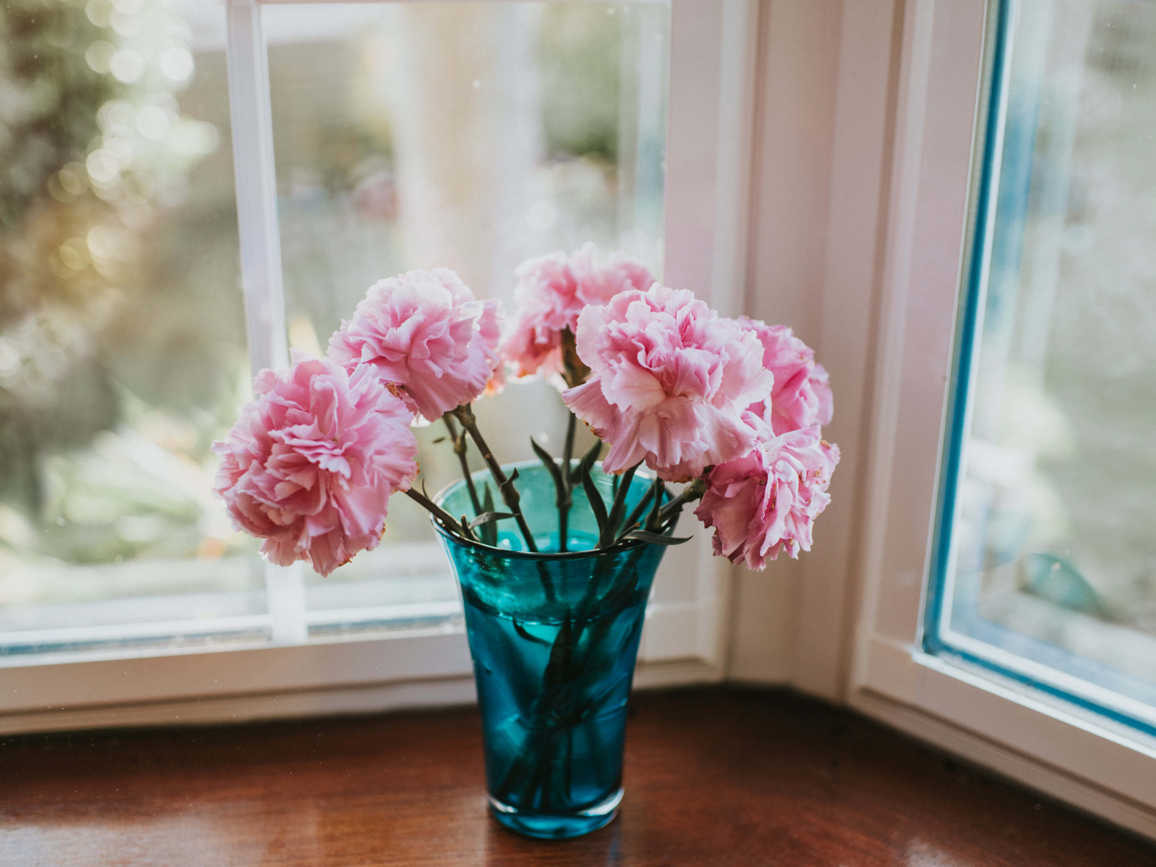 What Do Carnations Mean? Plus The Symbolism Behind Common Carnation ...