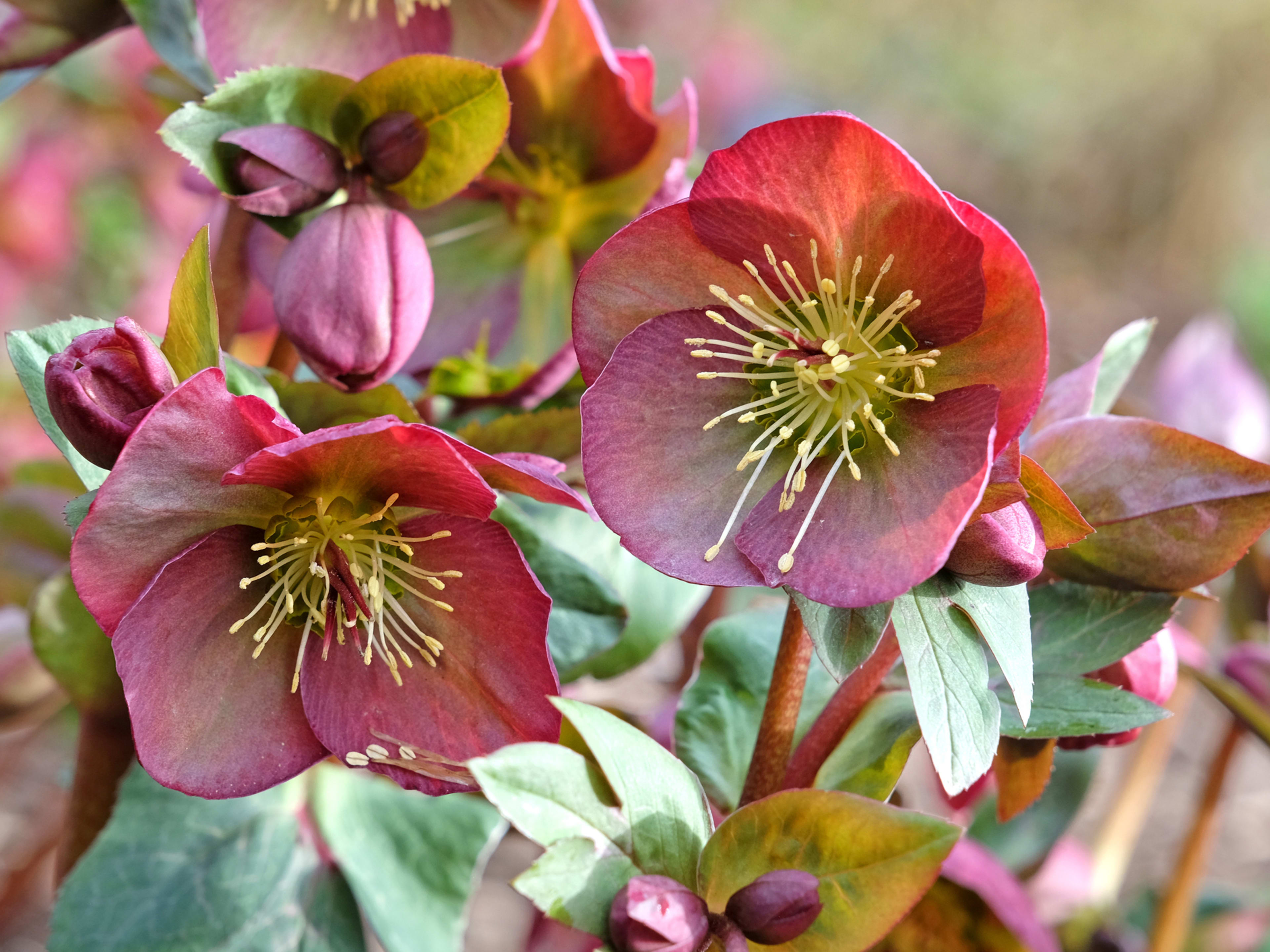 11 Winter-Blooming Flowers to Brighten Your Yard