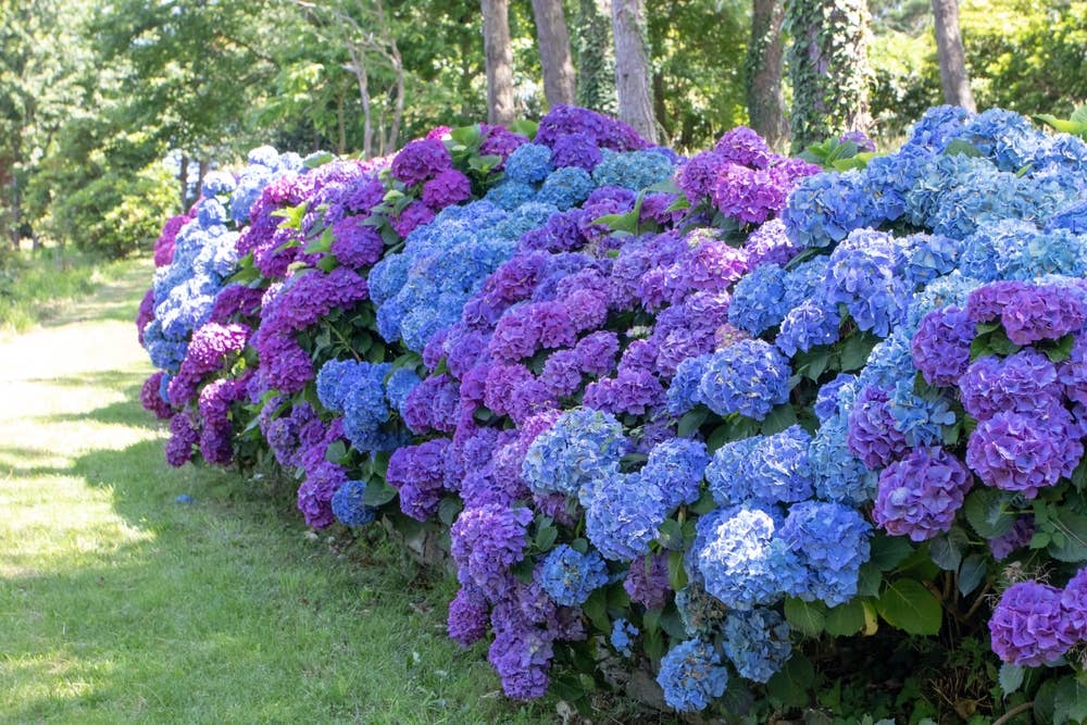 Costco Is Selling the Most Gorgeous Hydrangeas and People Can't Get Enough