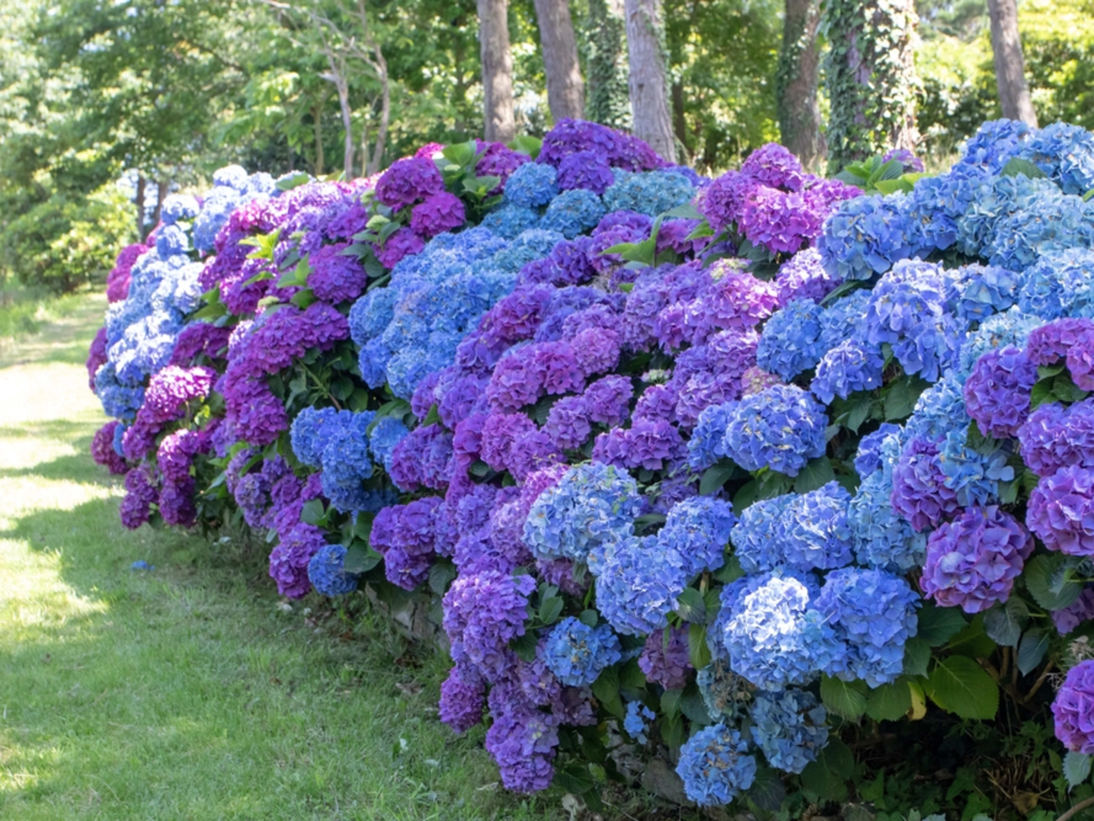 Costco Is Selling the Most Gorgeous Hydrangeas and People Can't Get ...