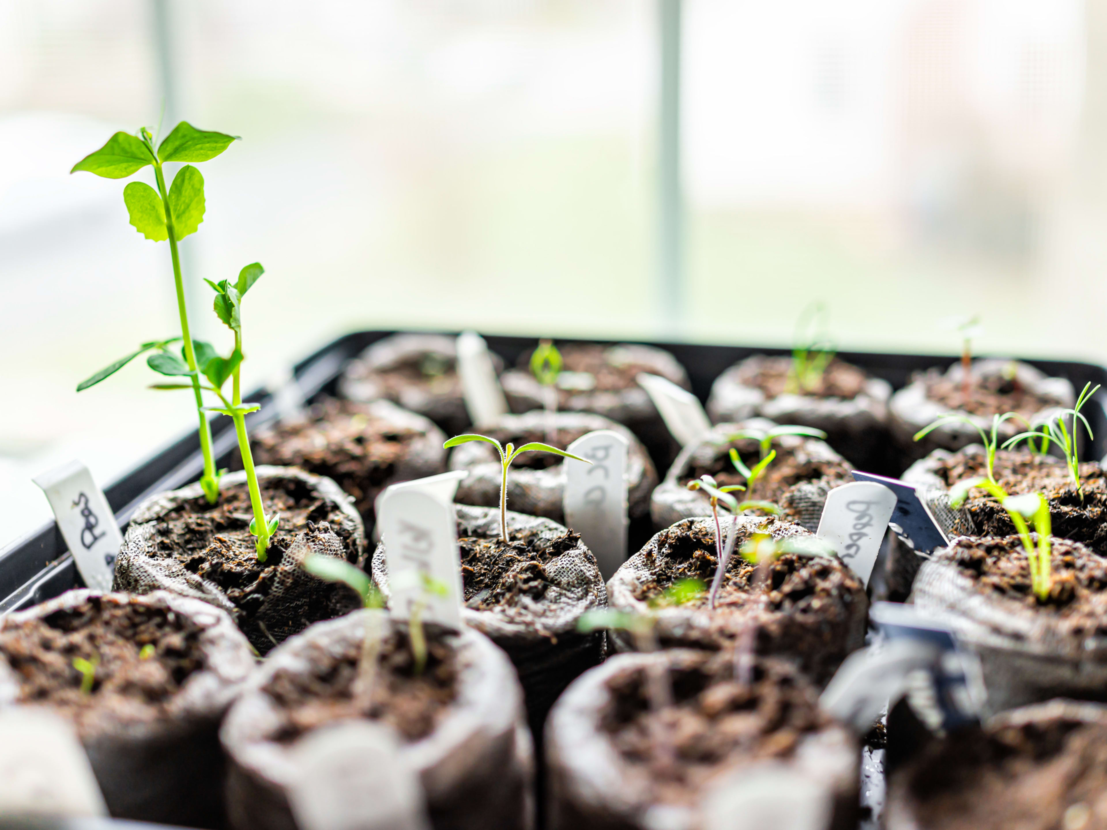 How To Know When To Transplant Seedlings - Parade Home & Garden