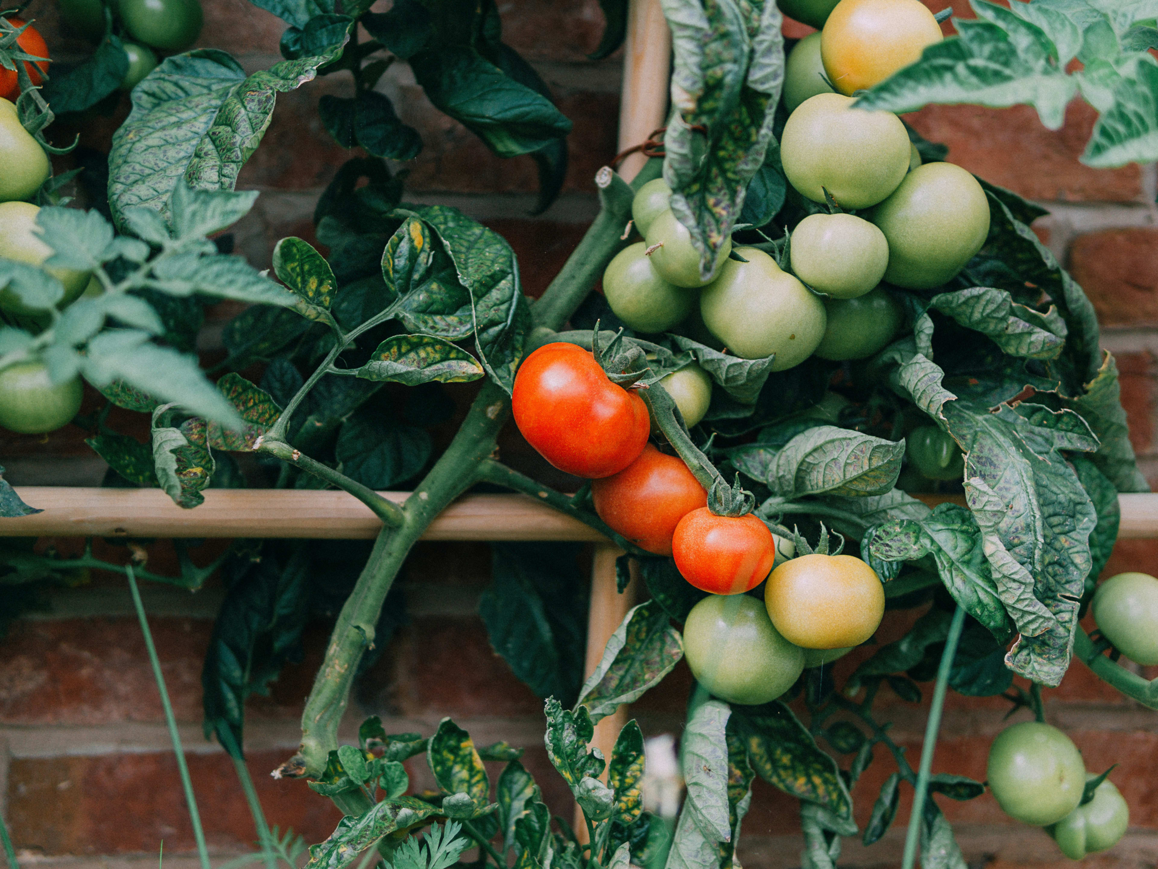 How to Grow and Care for Tomatoes, Step-by-Step - Parade Home & Garden