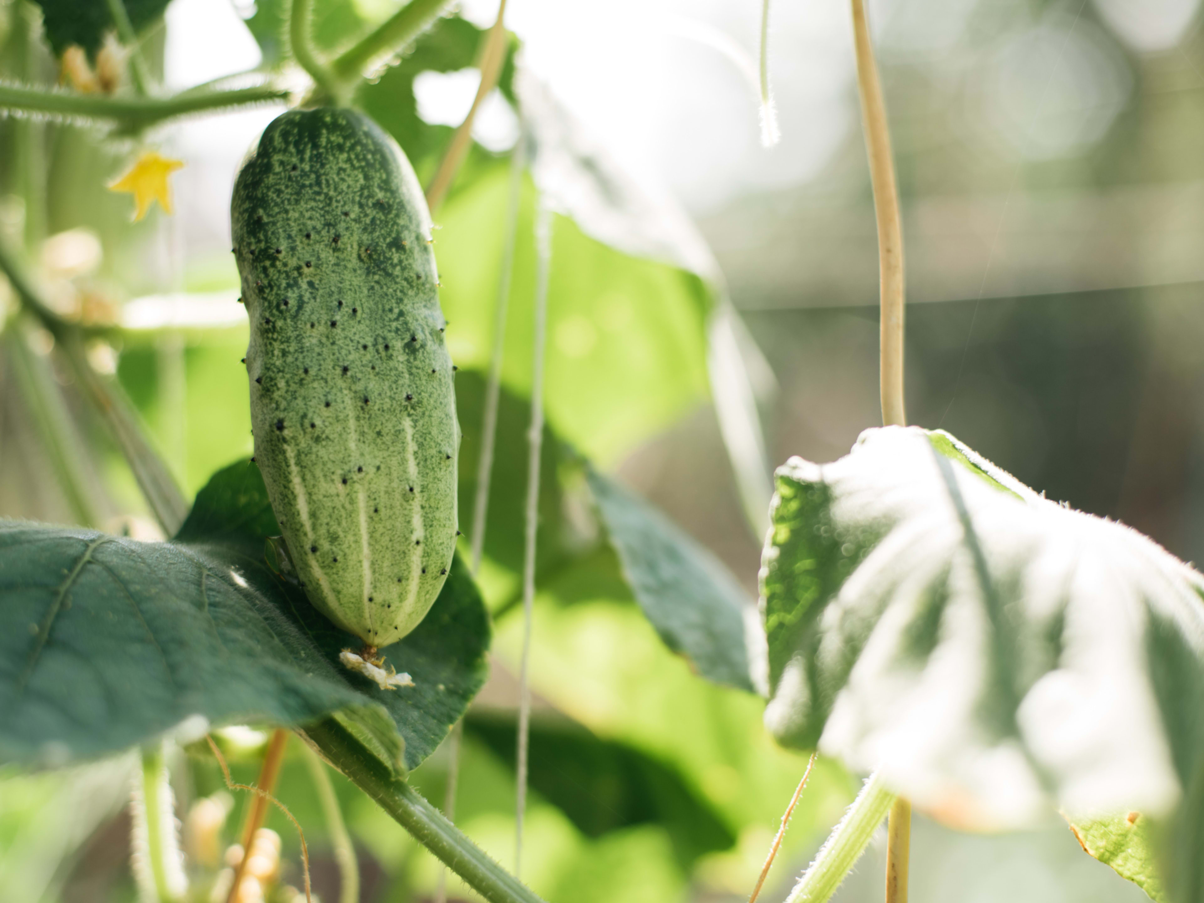 How to Grow and Care for Cucumbers - Parade Home & Garden
