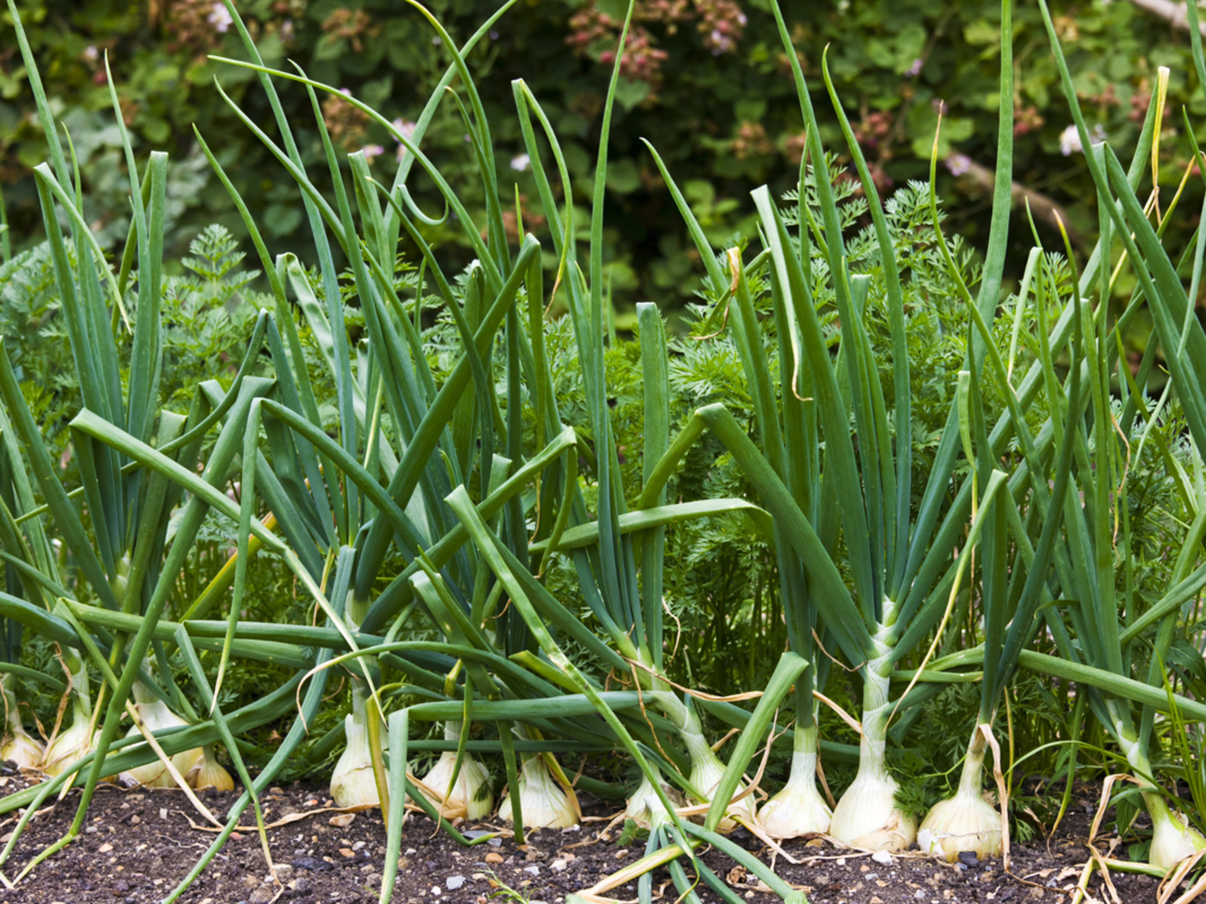 How to Grow Onions From Onions - Parade Home & Garden