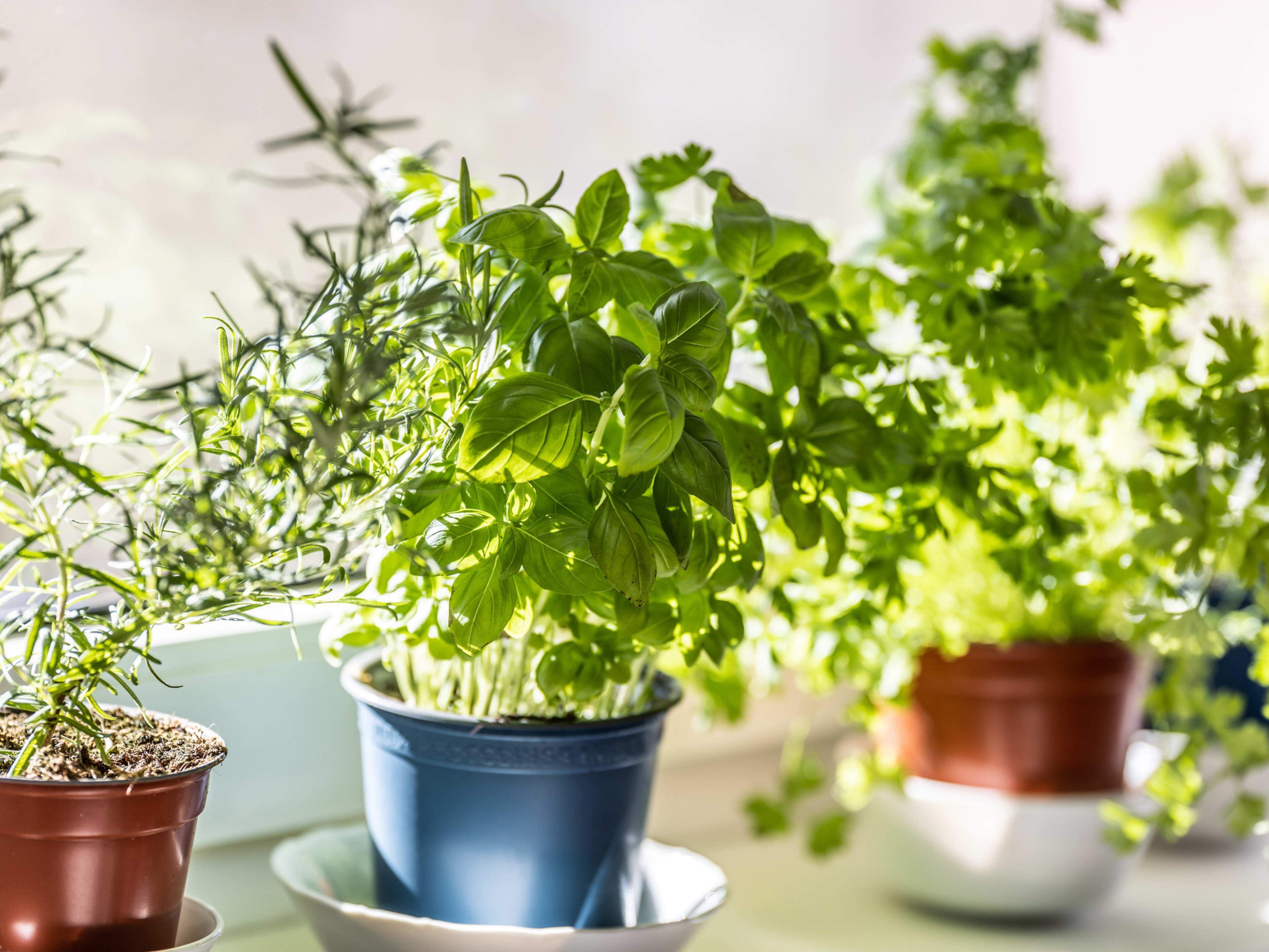 How to Grow and Care for Basil, Step-by-Step - Parade Home & Garden
