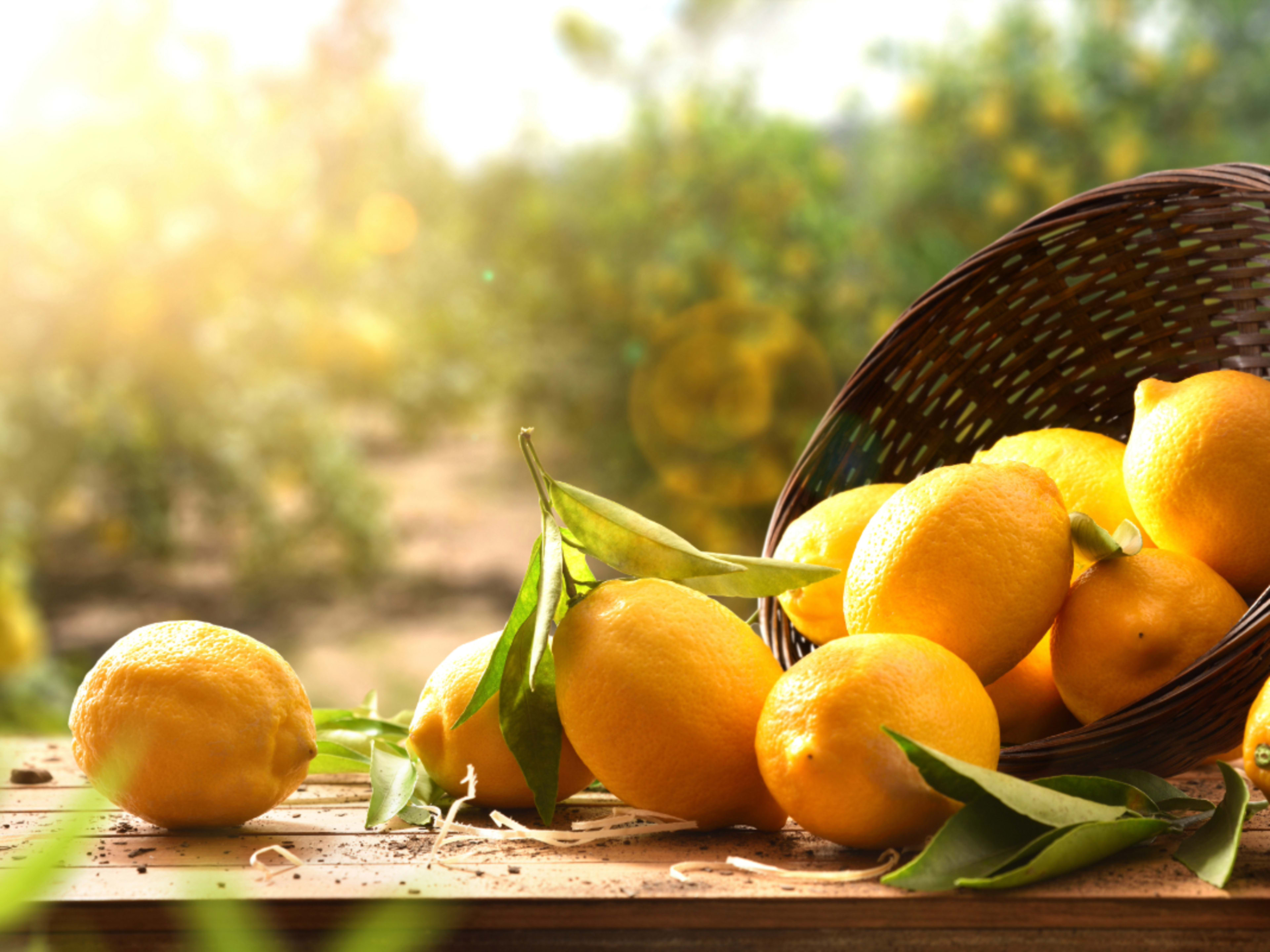 How to Easily Grow Lemons At Home - Parade Home & Garden