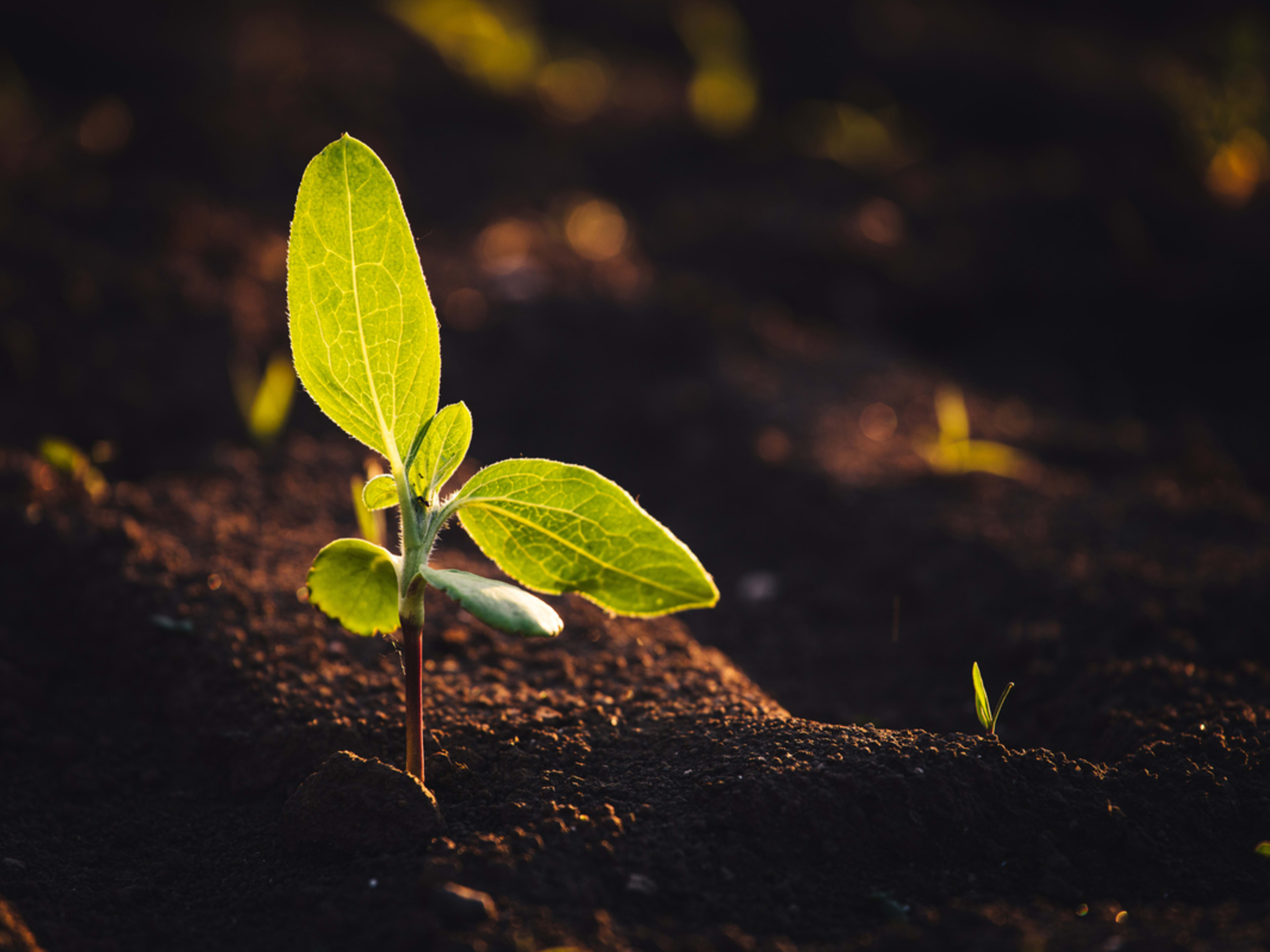 How to Transplant Seedlings for Big, Healthy Plants - Parade Home & Garden