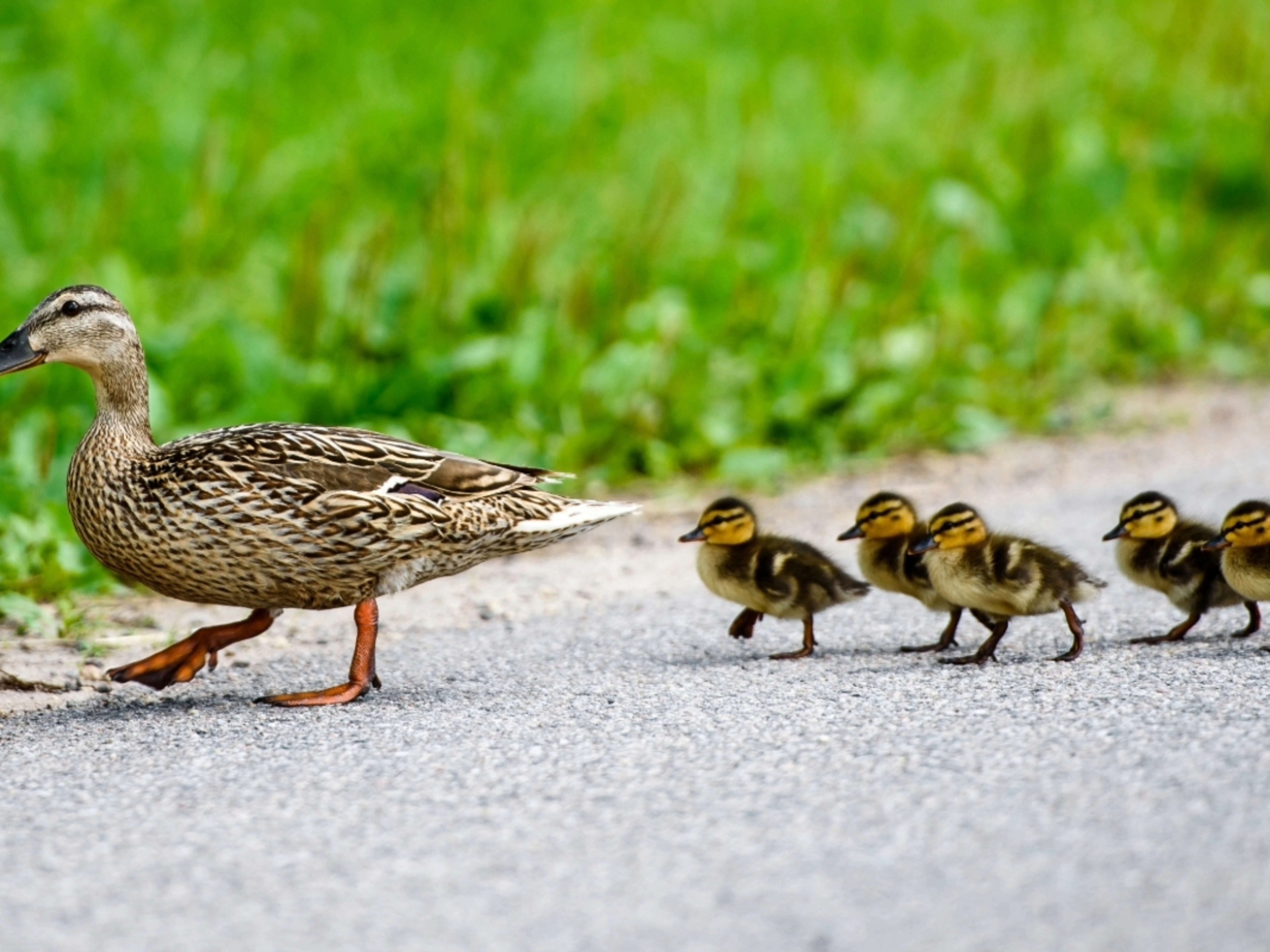 Woman Wants to Make Ducks Feel At Home So She Built Them One - Parade ...