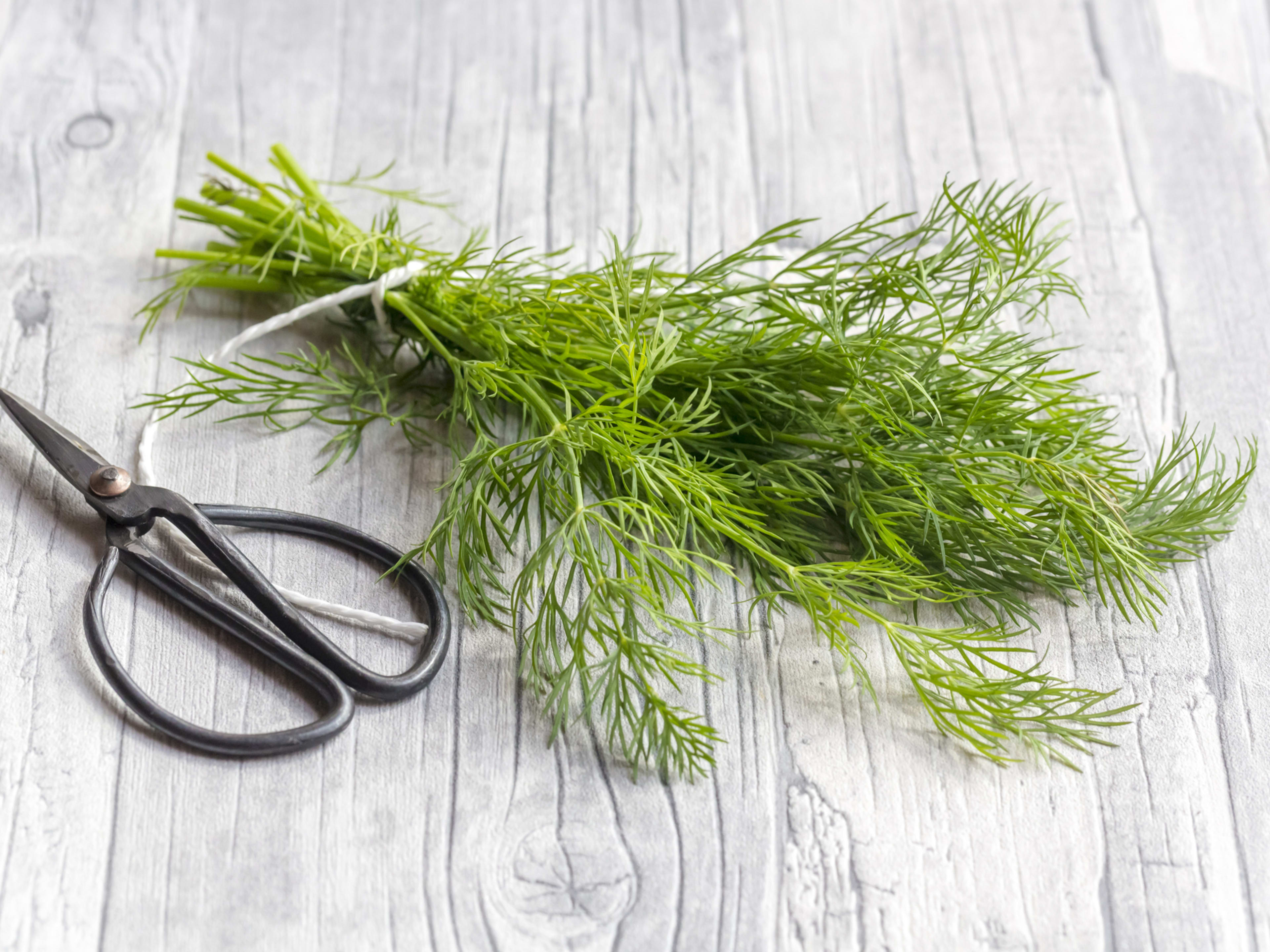 How to Harvest Dill - Parade Home & Garden