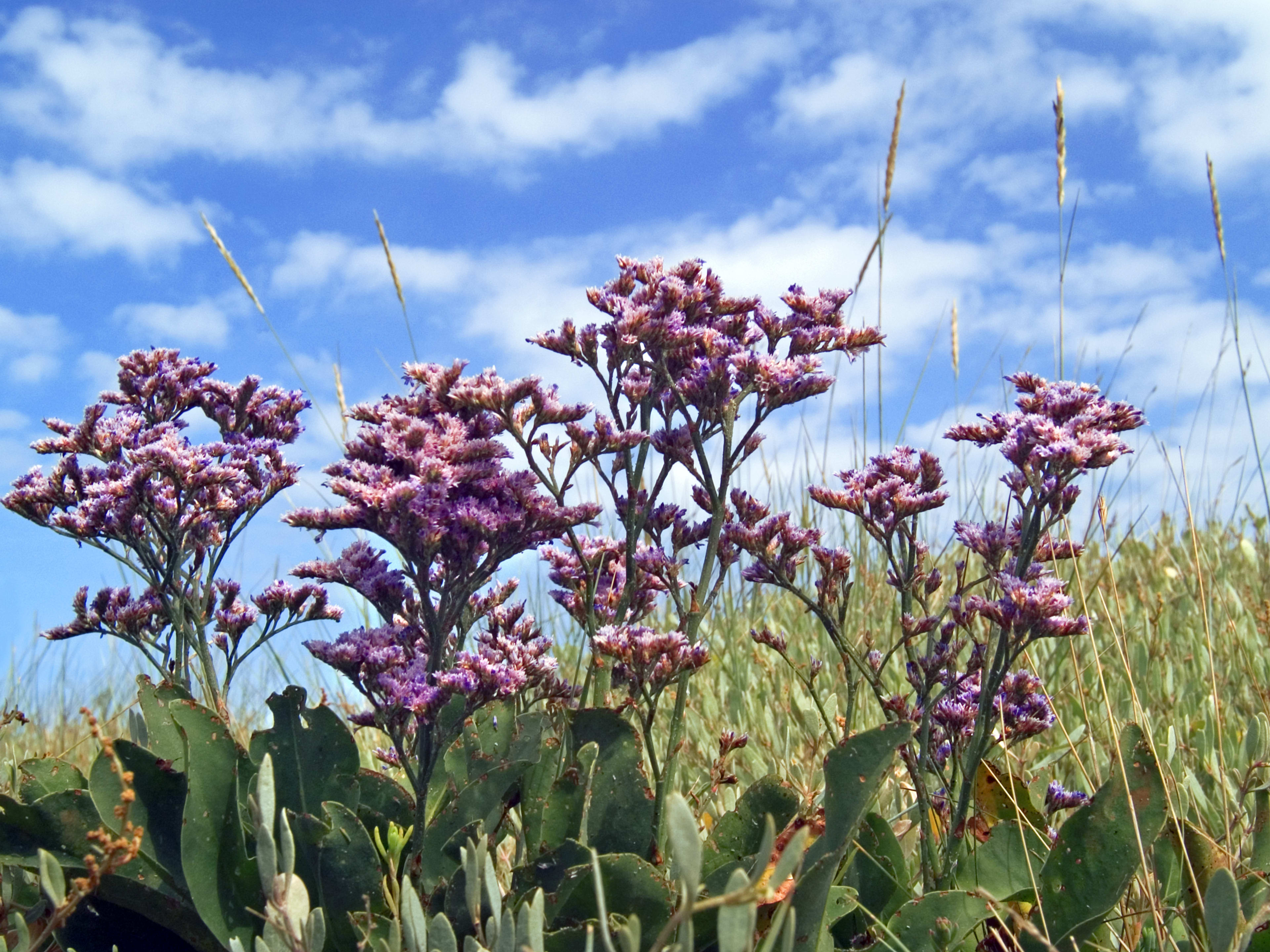 How to Grow and Care For Statice - Parade Home & Garden