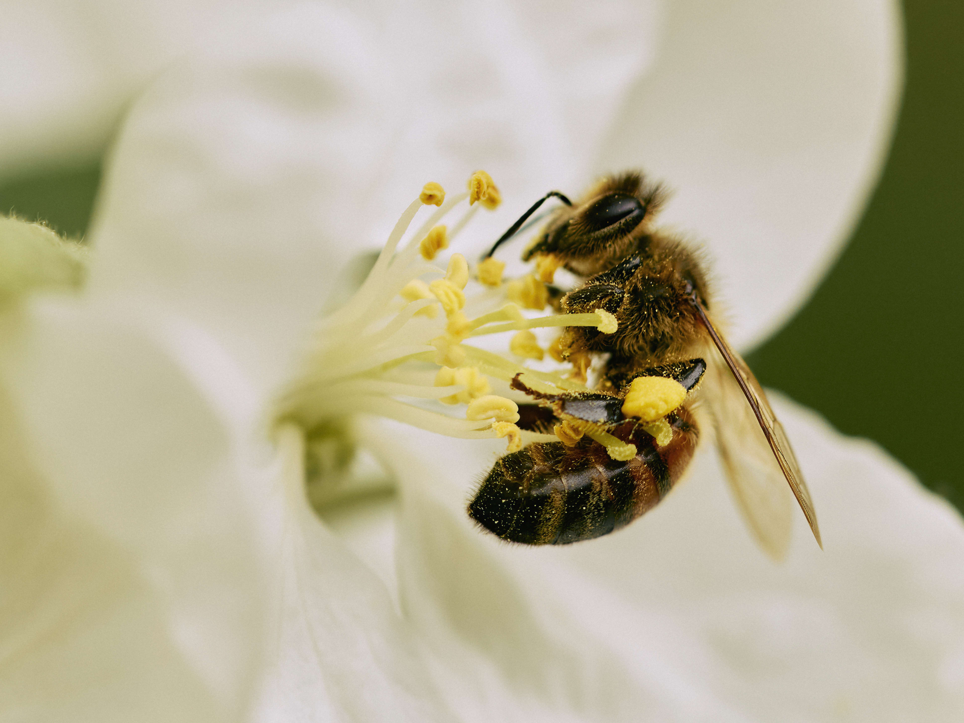 Help Your Bees Pollinate With This Easy Water Station - Parade Home ...