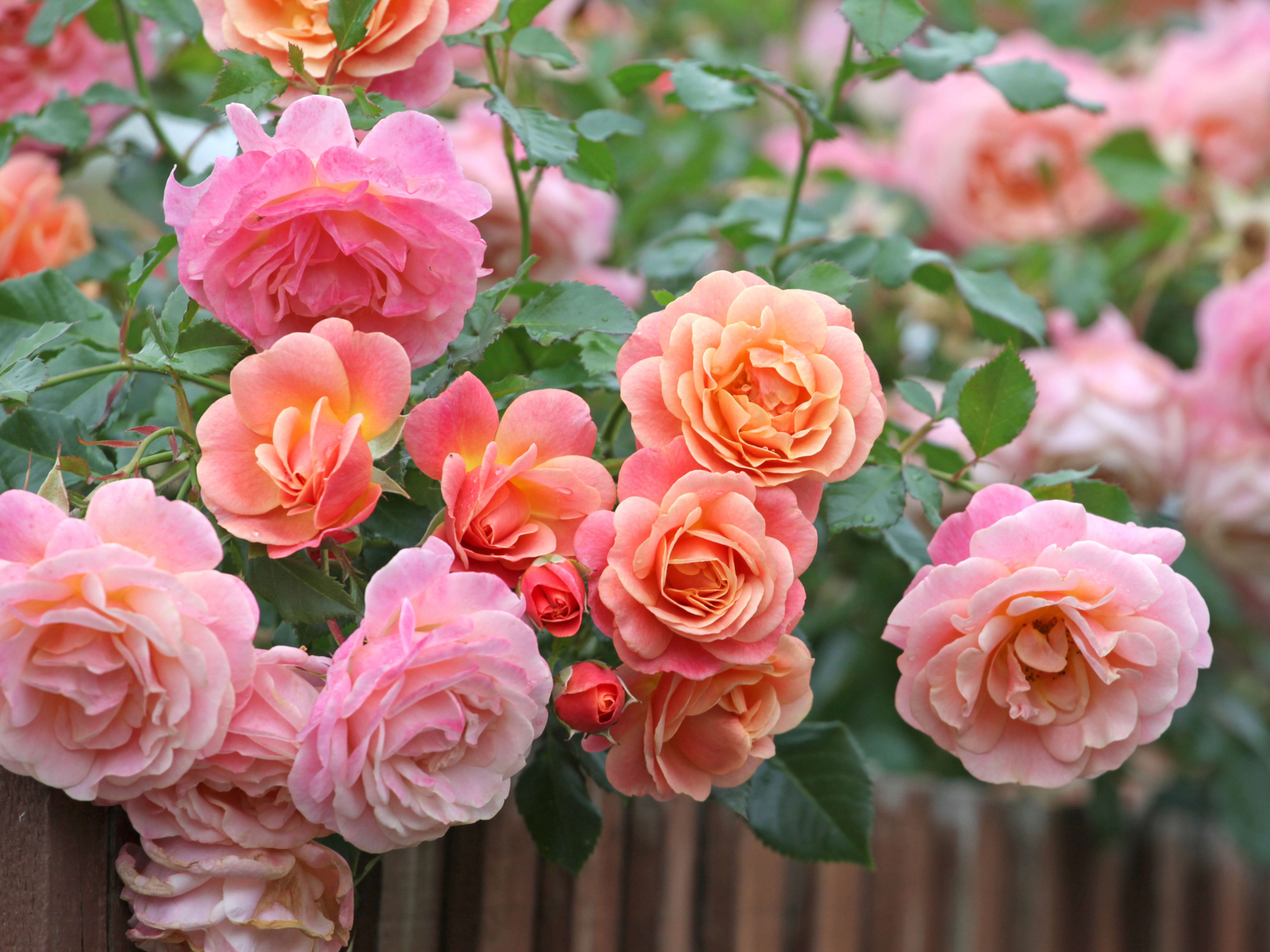 How To Grow and Care For Roses - Parade Home & Garden